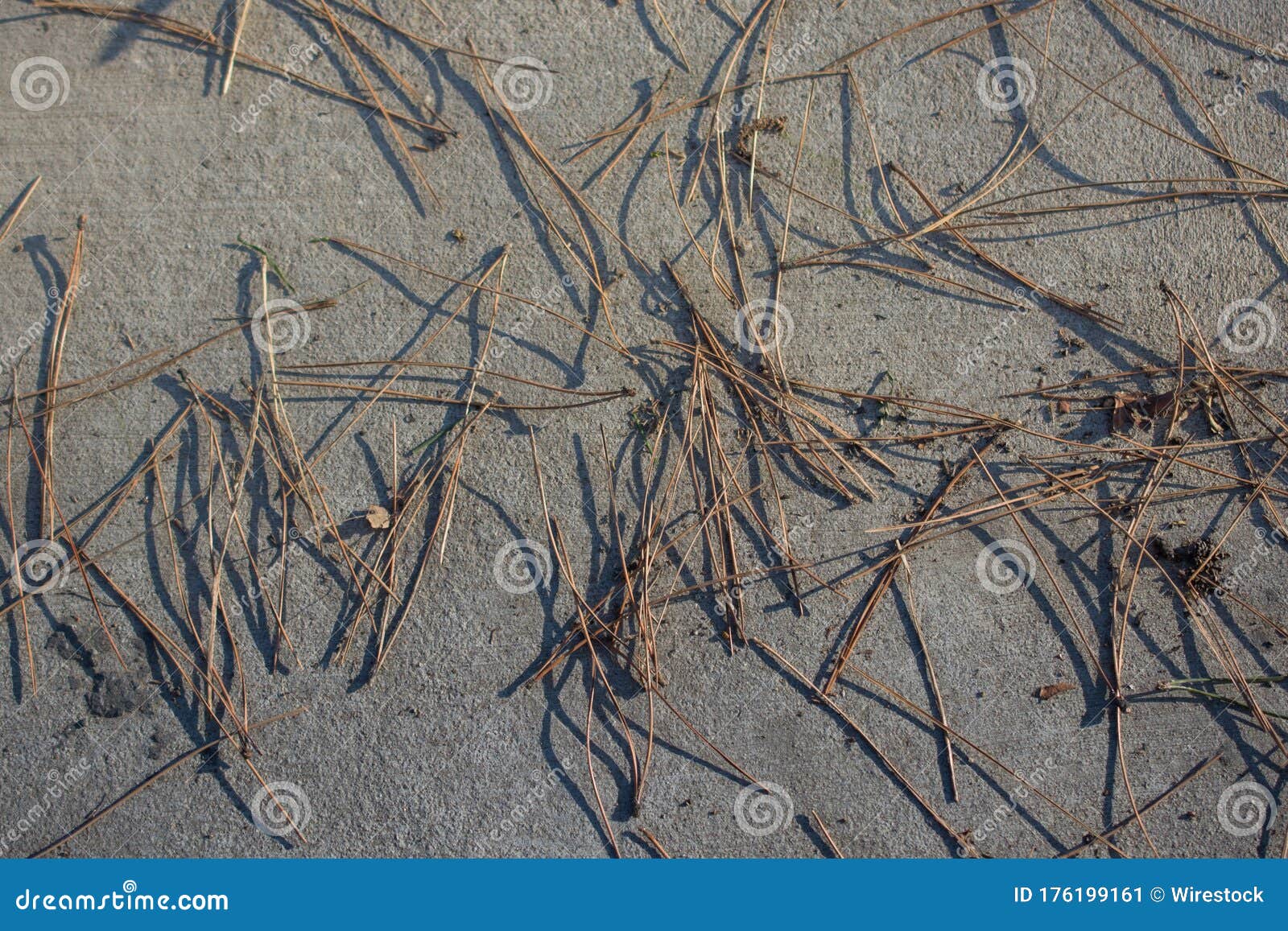 Closeup Shot of Dried Pine Needles Scattered on a Concrete Ground Stock ...