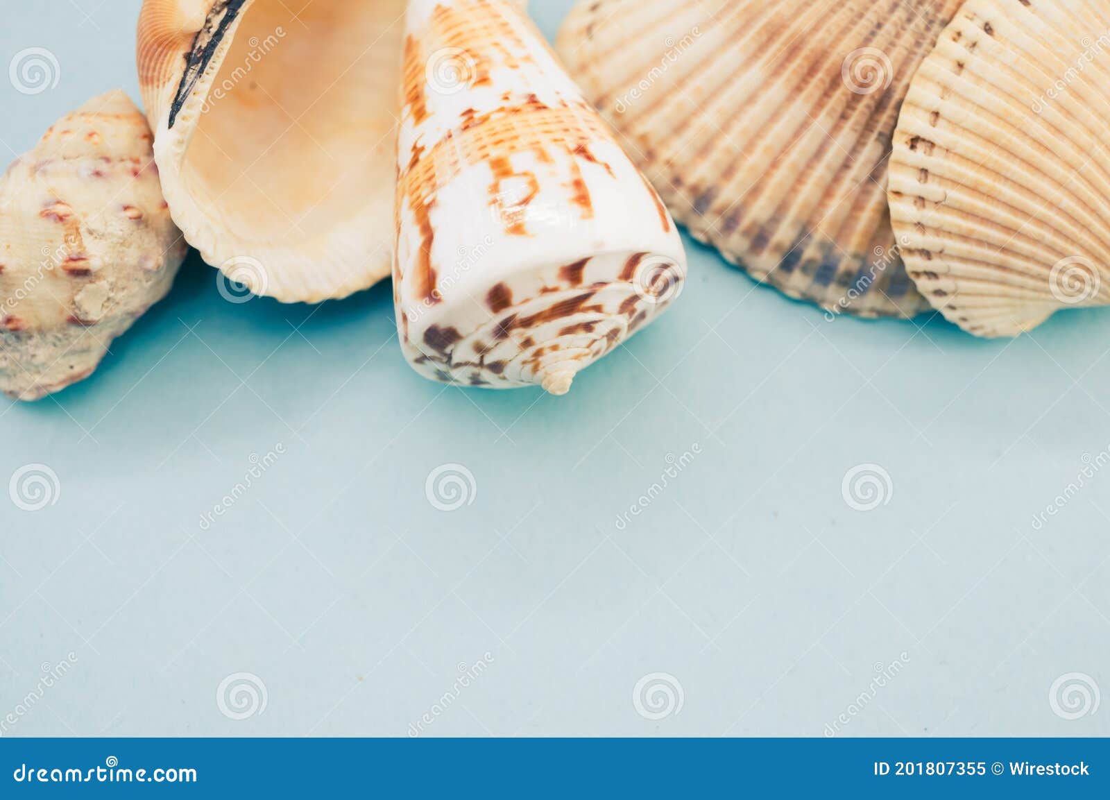 Closeup Shot of Dried Seashells Isolated on a Sky Blue Background ...