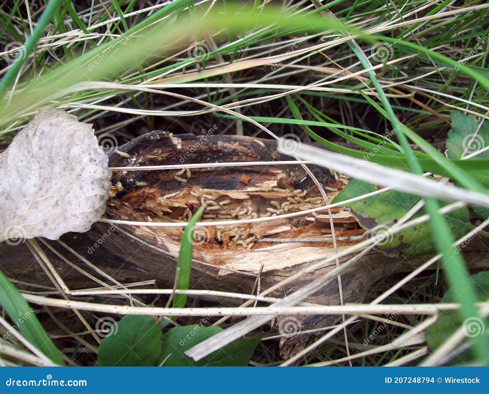 Closeup Shot of a Dry Tree Trunk with Worms Stock Photo - Image of ...