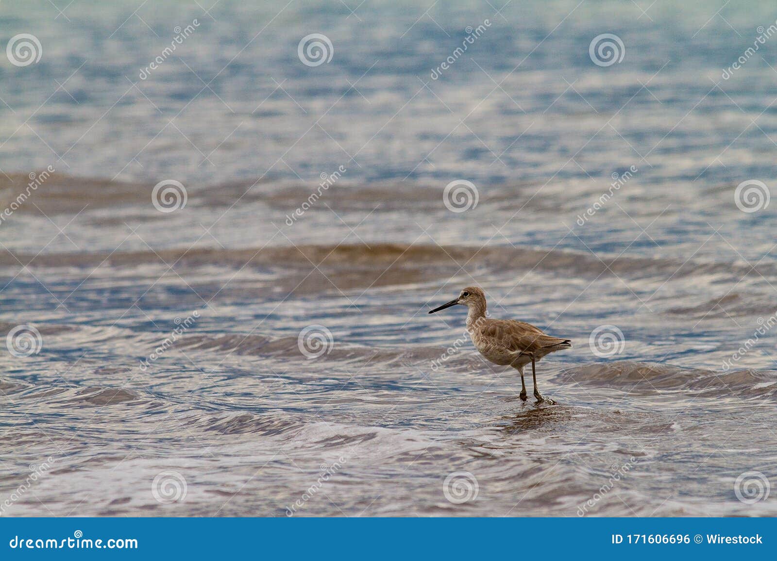 Closeup Shot of a Dulin Bird Standing in the Water Stock Photo - Image ...
