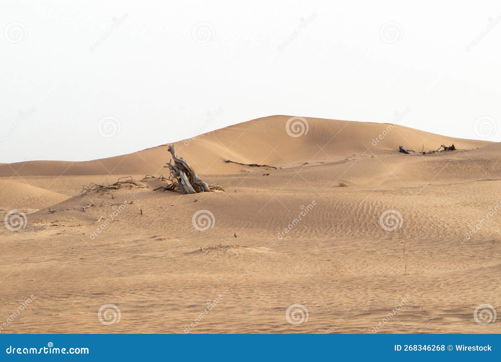 Remains Of The Tree Trunk Of A Fallen Baobab Tree In It`s Natural ...