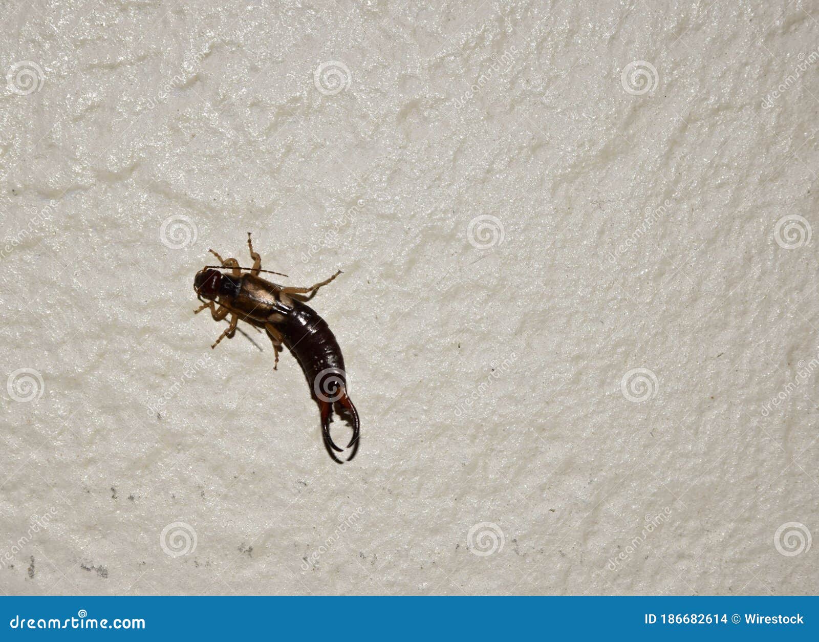 Closeup Shot of an Earwig Pincer Bug Climbing on a Textured Wall Stock ...