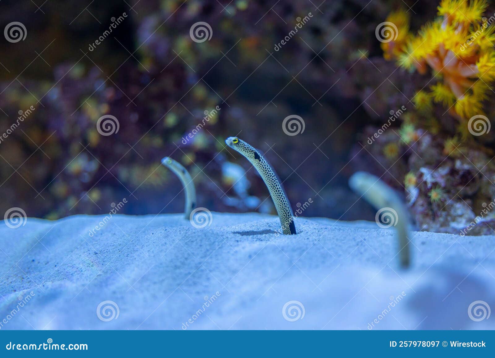 Closeup Shot of the Eels Fish Underwater Stock Image - Image of aquatic ...