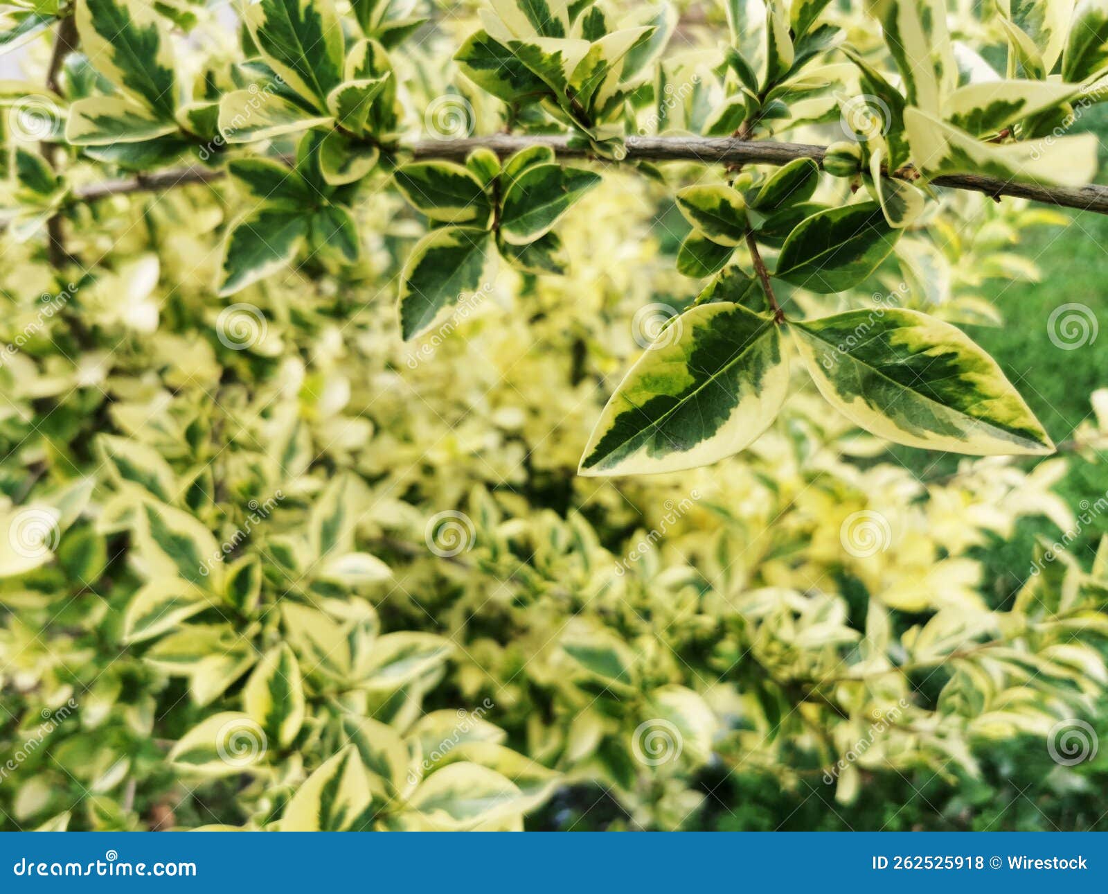 Closeup shot of Elaeagnus stock photo. Image of seeds - 262525918