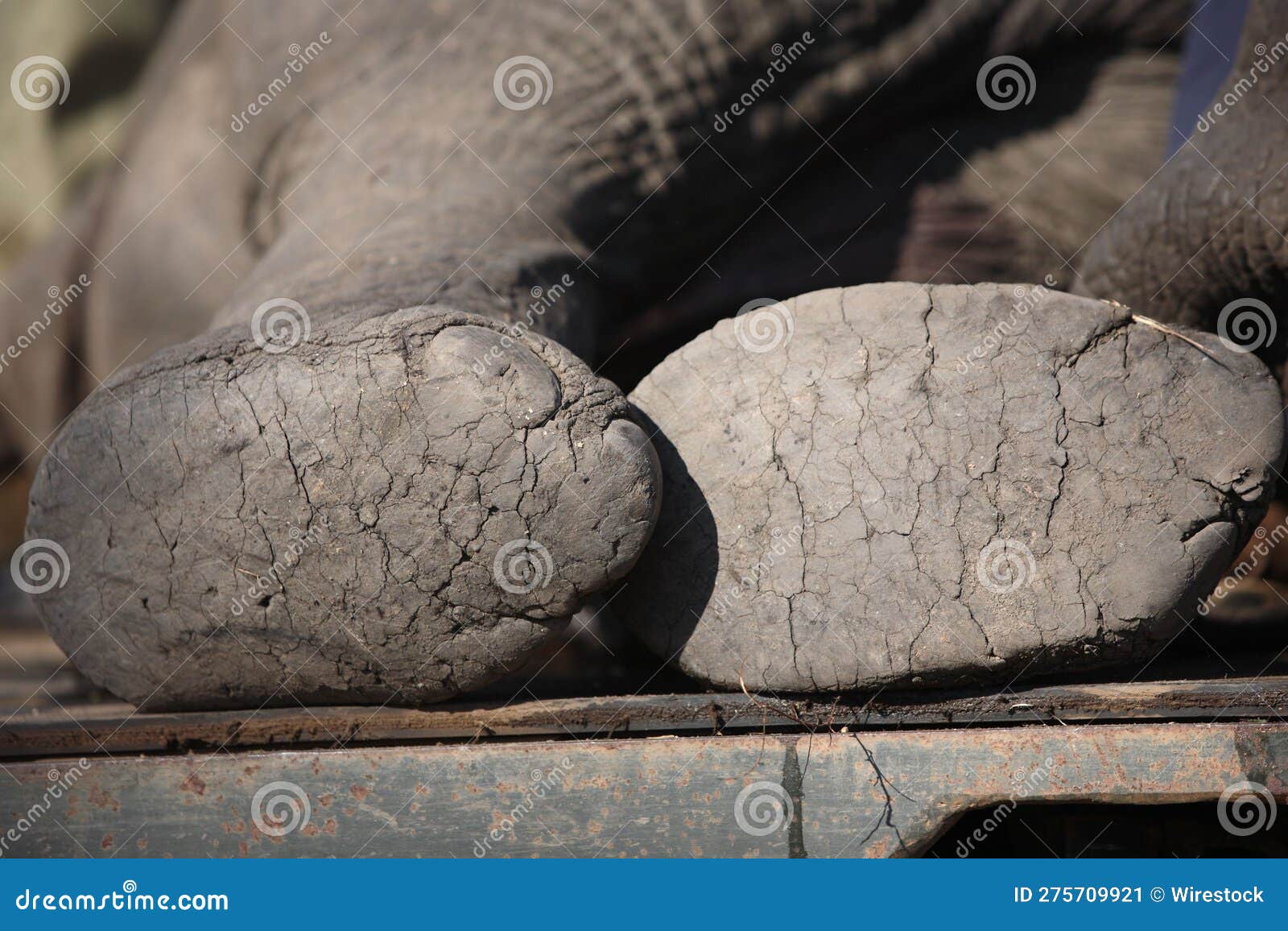 Closeup Shot of the Elephant S Feet. Stock Image - Image of outdoors ...