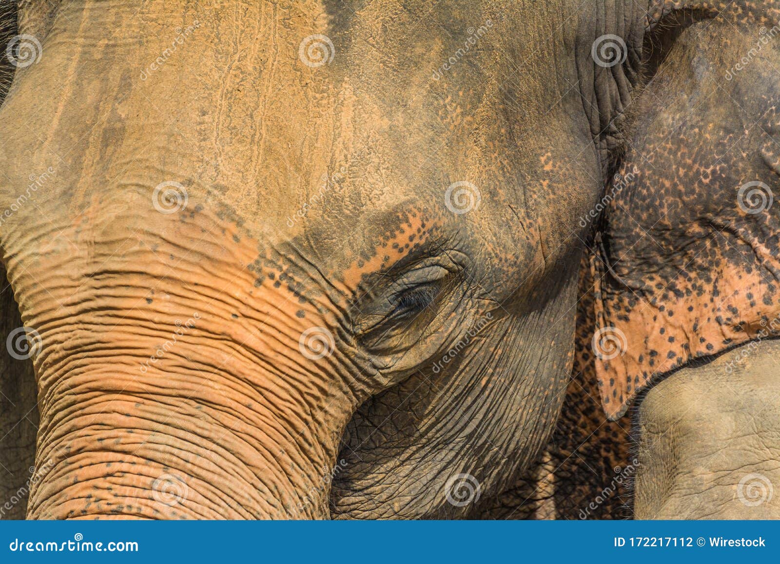 Closeup Shot of an Elephant S Head at Daytime Stock Photo - Image of ...