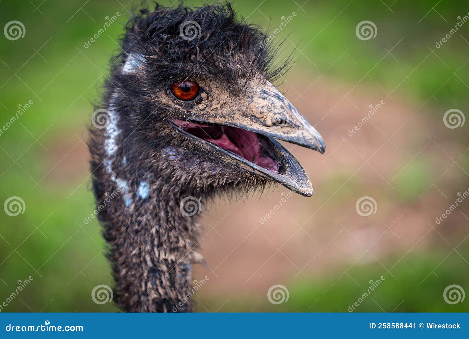Closeup Shot of an Emu Head with Dried Mud on Its Beak Stock Image ...