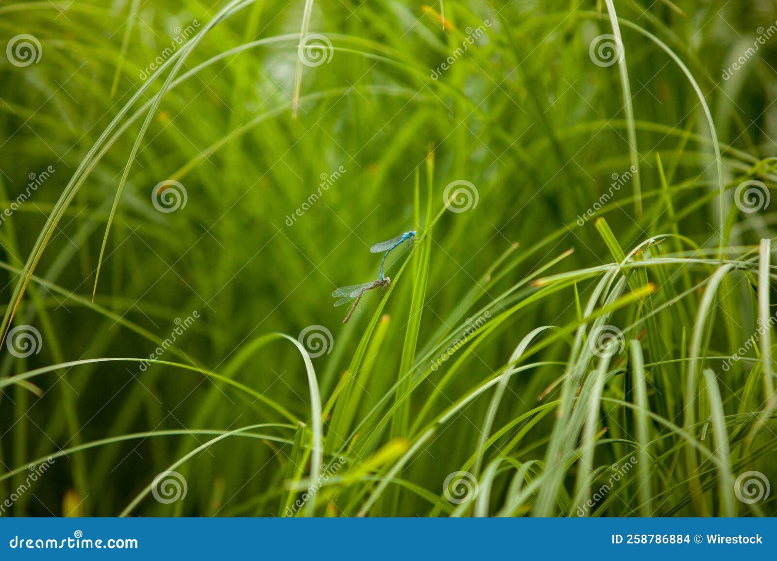 Closeup Shot of Eurasian Bluets Mating Perched on Lush Grasses in the ...