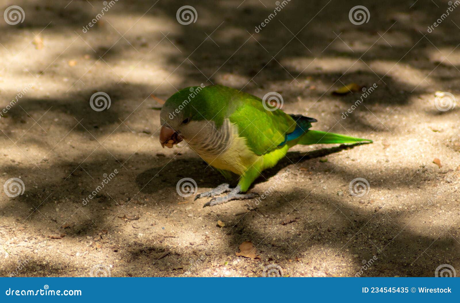 Closeup Shot of an Exotic Green Parrot on the Floor Stock Image - Image ...