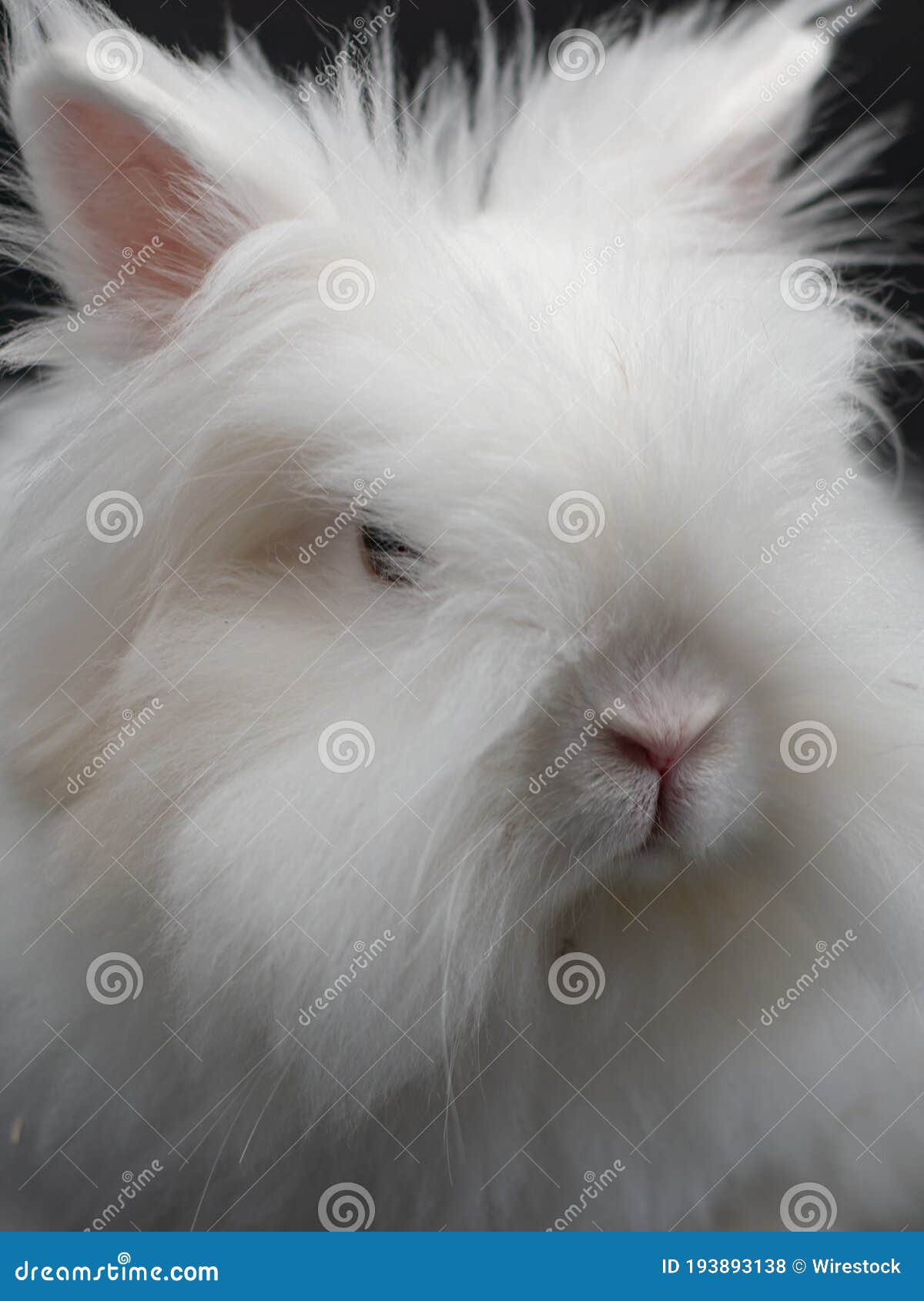 Closeup Shot of the Face of a Cute White Fluffy Rabbit Stock Photo ...