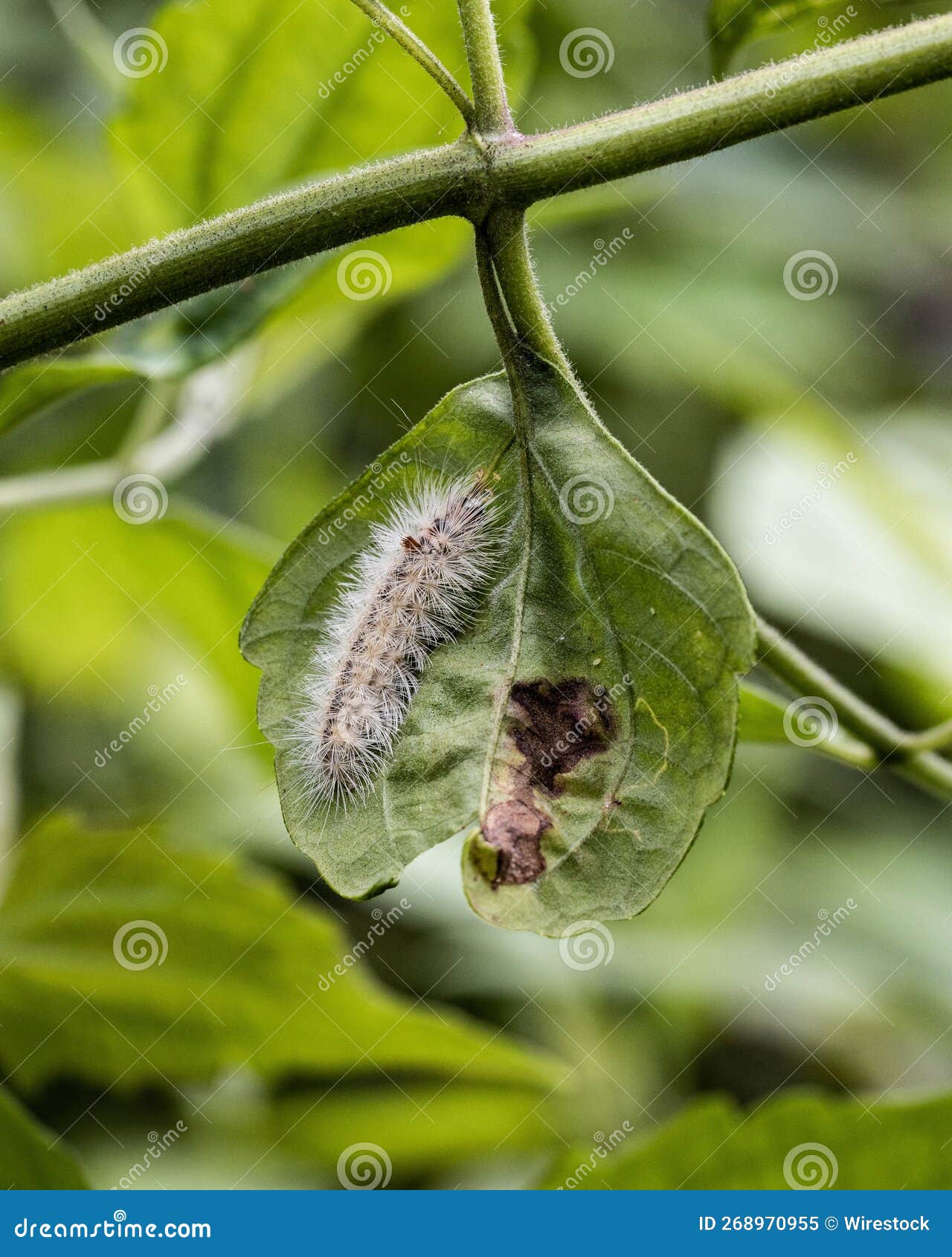 Closeup Shot of a Fall Webworm Moth on a Green Leaf. Stock Image ...