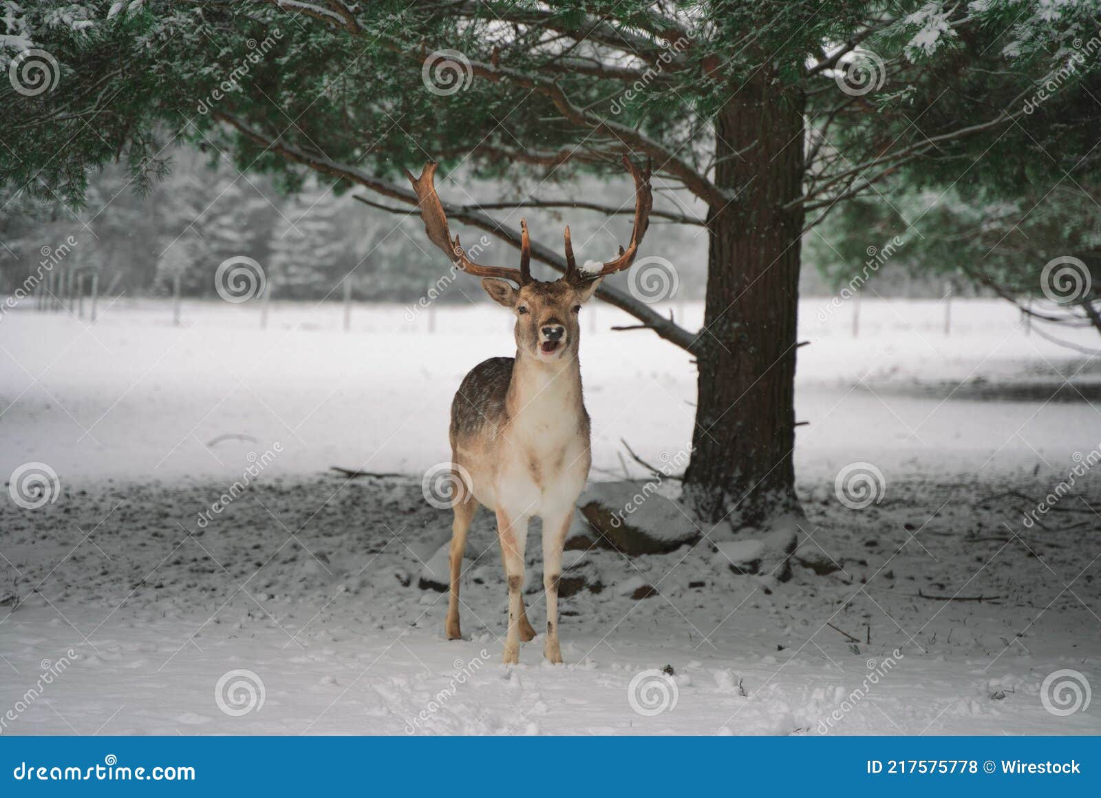Closeup Shot of a Fallow Deer Standing Under the Tree on the Snowy ...