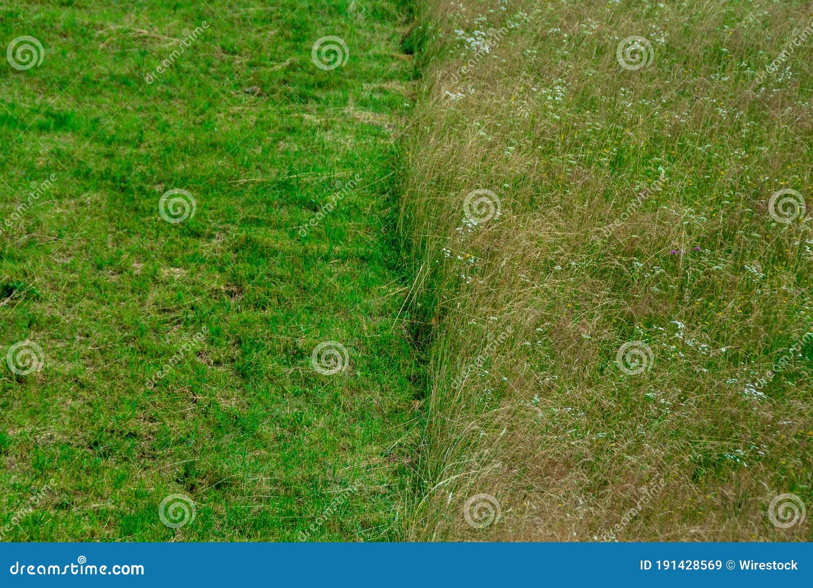 Closeup Shot of a Field with Grass Mowed Half at Daytime Stock Image ...