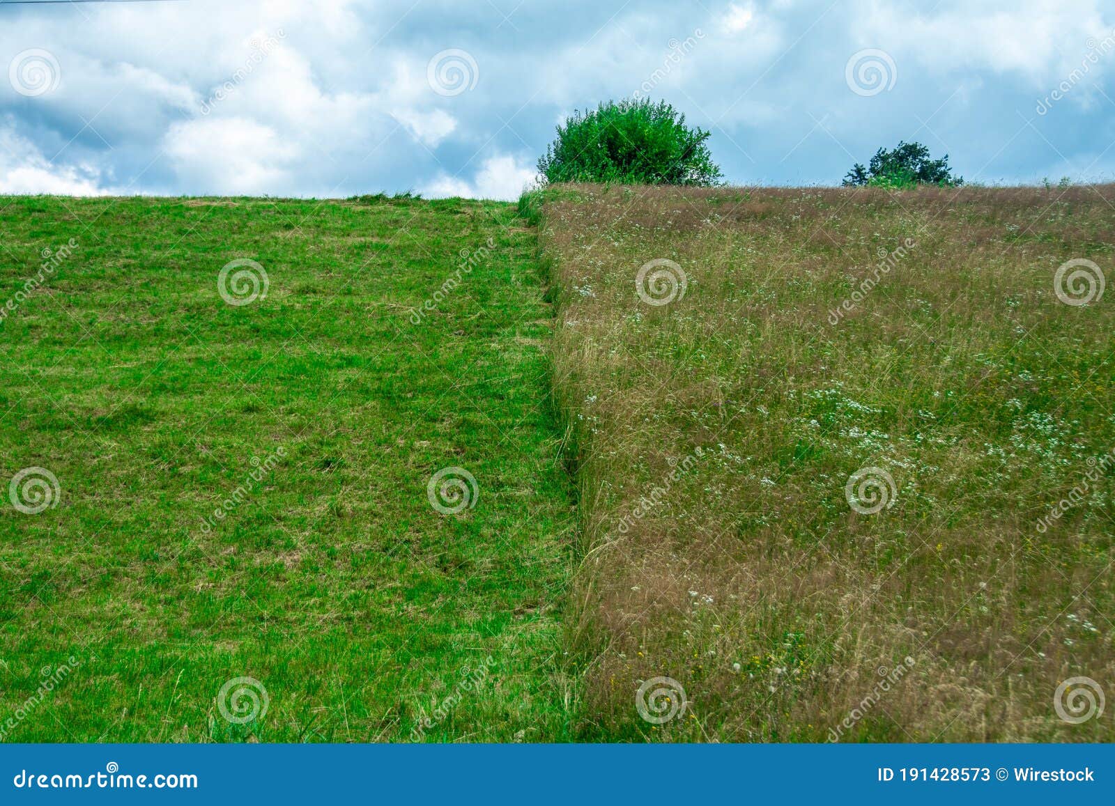 Closeup Shot of a Field with Grass Mowed Half at Daytime Stock Image ...