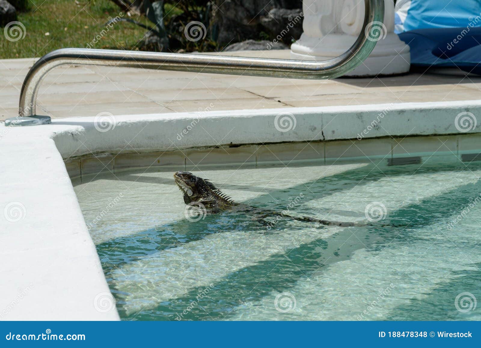 Closeup Shot of a Fish Swimming in the Pool Stock Photo - Image of ...