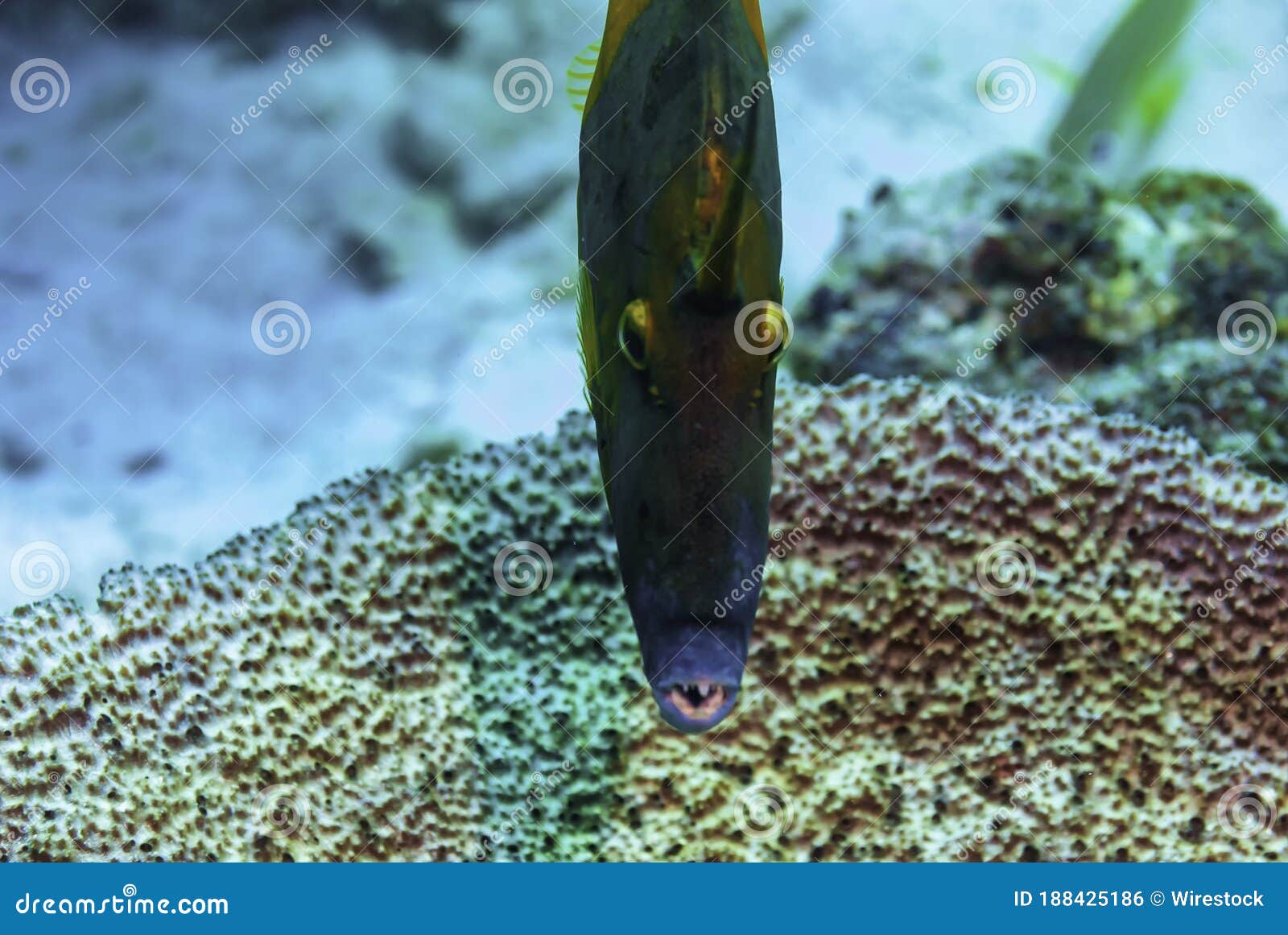 Closeup Shot of a Fish Swimming Towards the Camera Stock Photo - Image ...