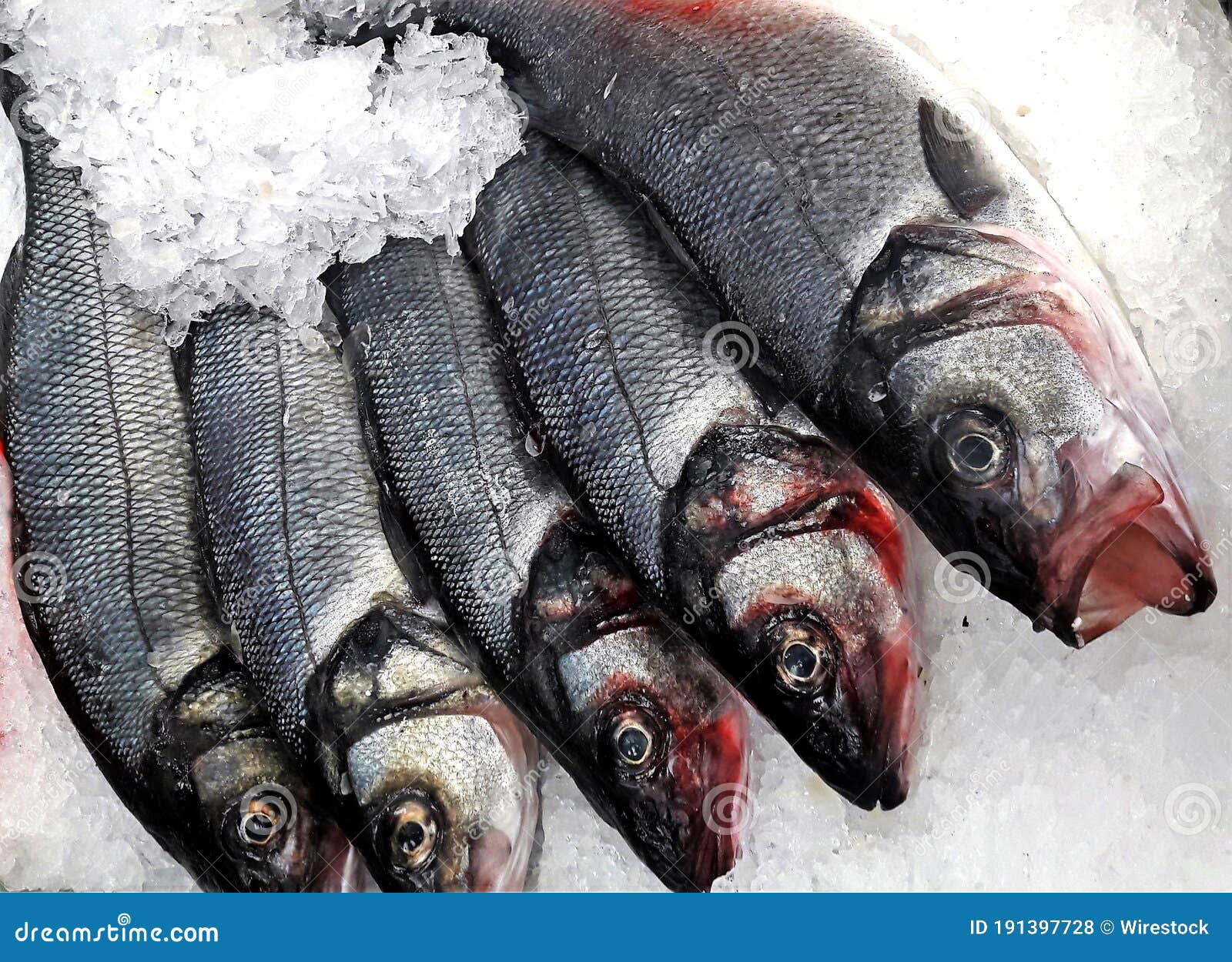 Closeup Shot of Five Levrek Fish on Ice Stock Photo - Image of ...
