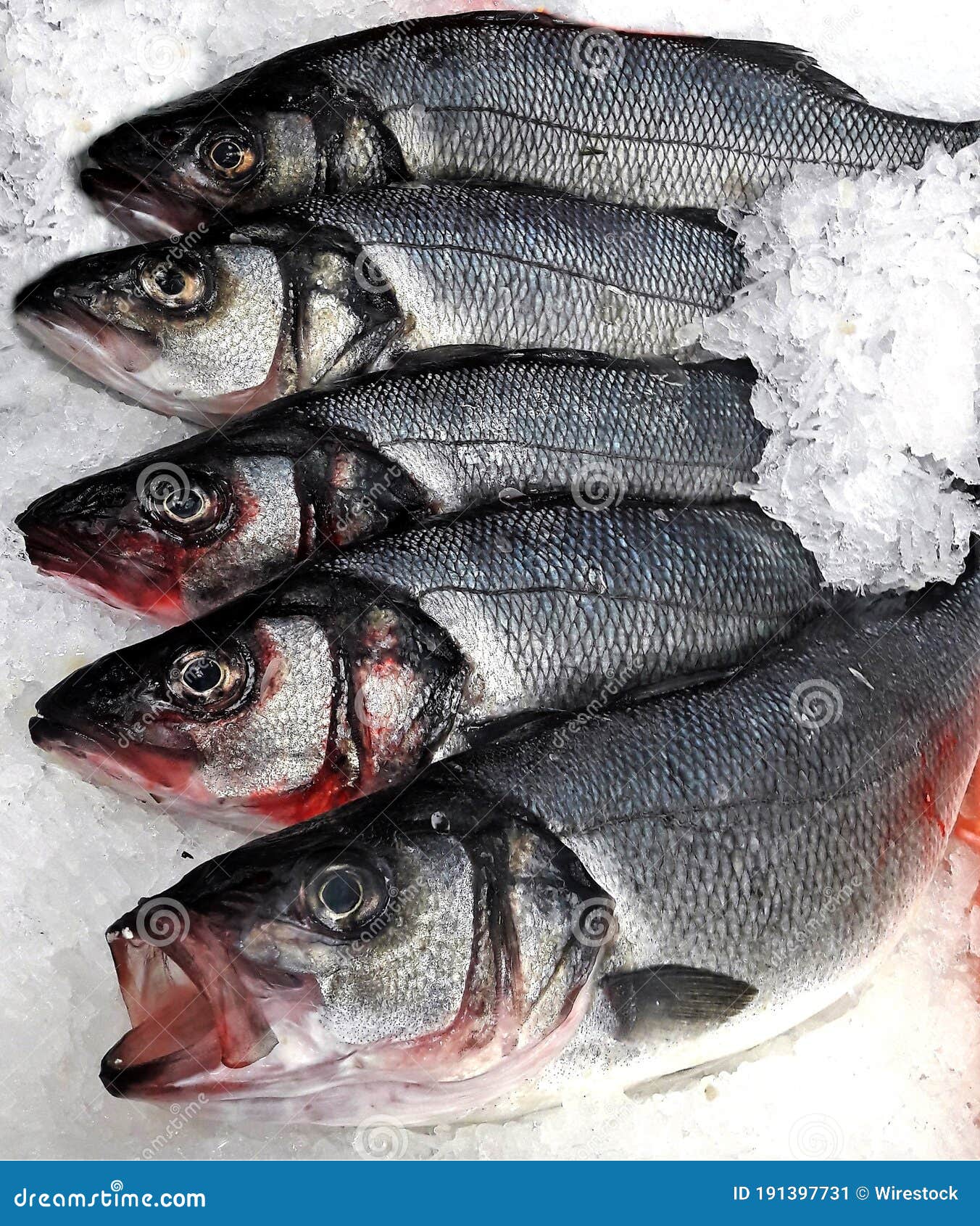 Closeup Shot of Five Levrek Fish on Ice Stock Image - Image of food ...