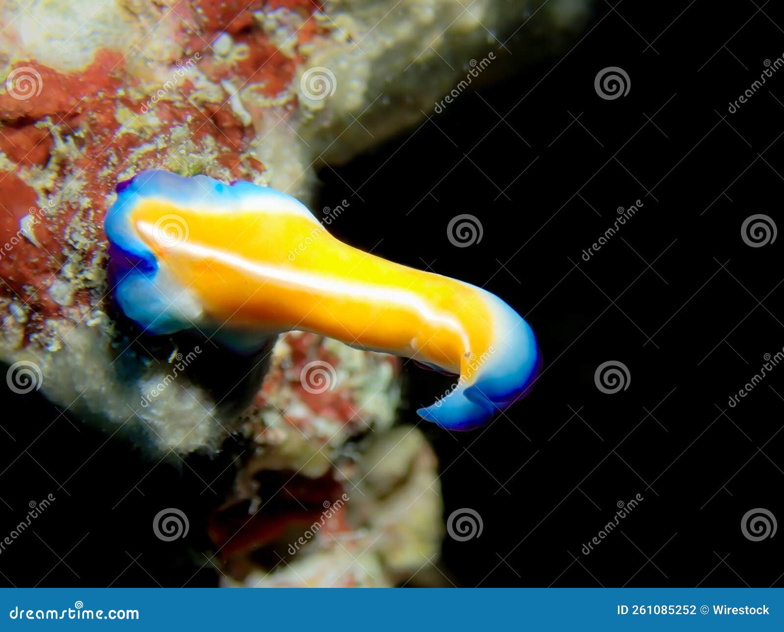 Closeup Shot of a Flat Worm Underwater Stock Photo - Image of black ...