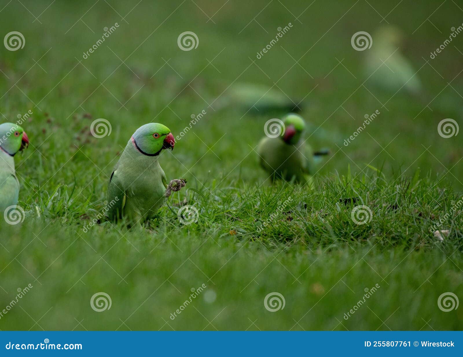 Closeup Shot of a Flock of Green Parakeets on a Field Stock Image ... Closeup Shot of a Flock of Green Parakeets on a Field Stock Image ...