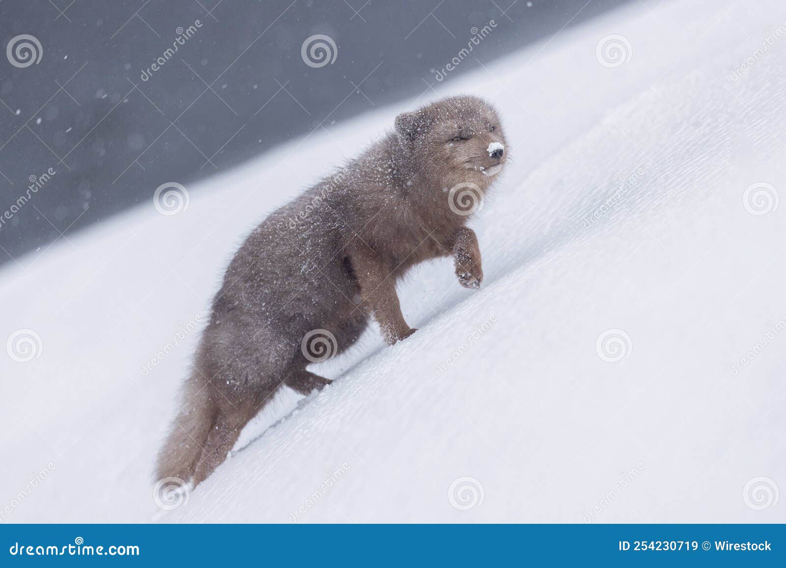 Closeup Shot of a Fluffy Arctic Fox in the Snow Stock Image - Image of ...