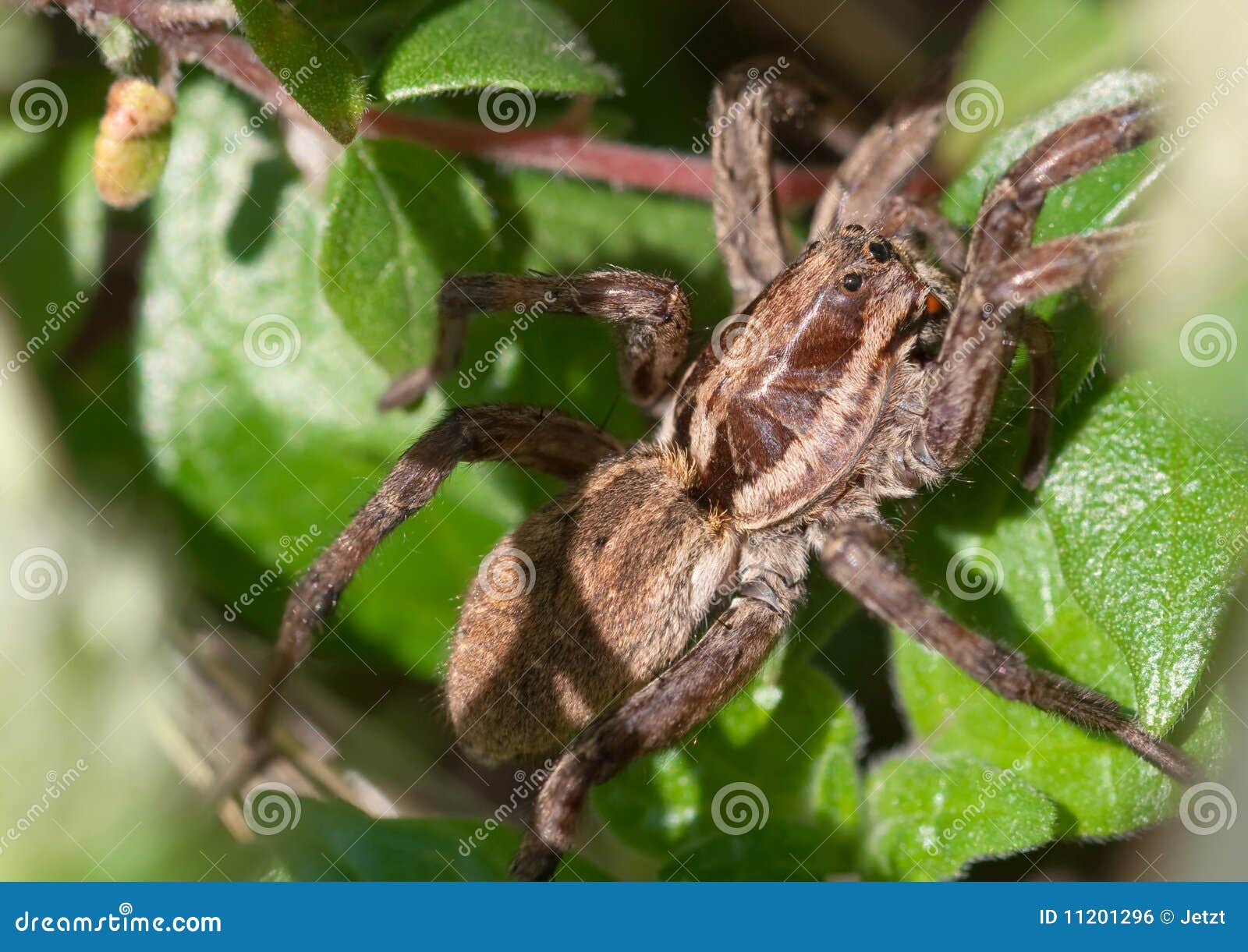 Closeup Shot of a Fluffy Spider Stock Photo - Image of macro, jaws ...