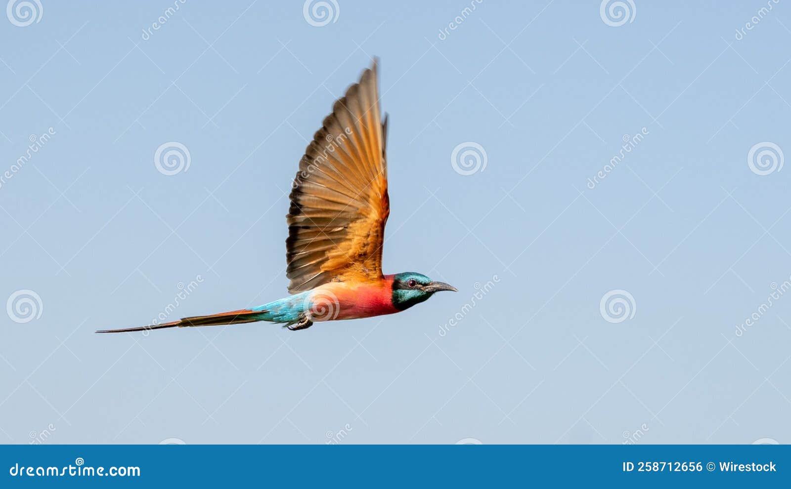 Closeup Shot of a Flying European Roller Bird Stock Photo - Image of ...