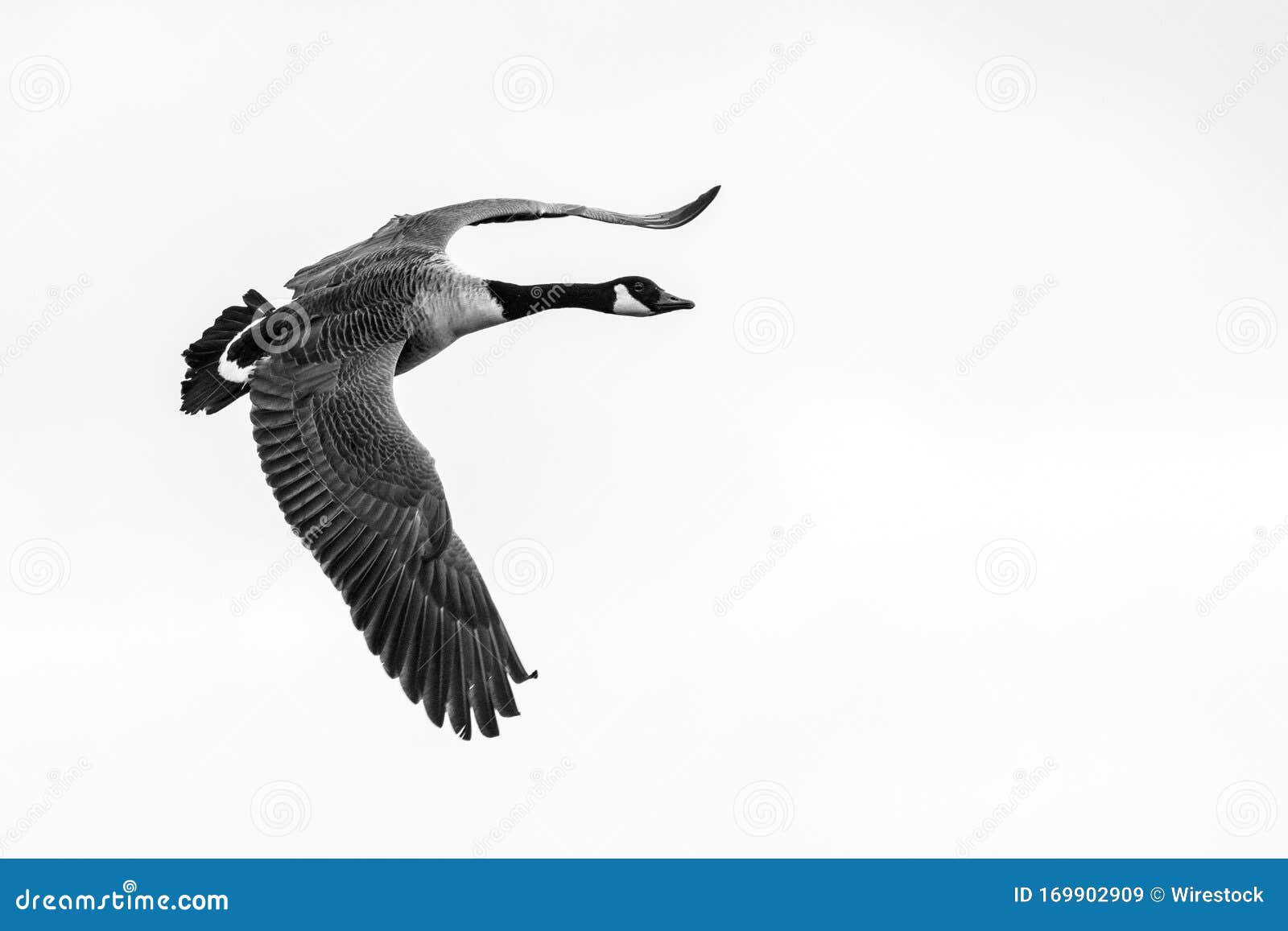 Closeup Shot of a Flying Goose with a Clear White Isolated Background ...