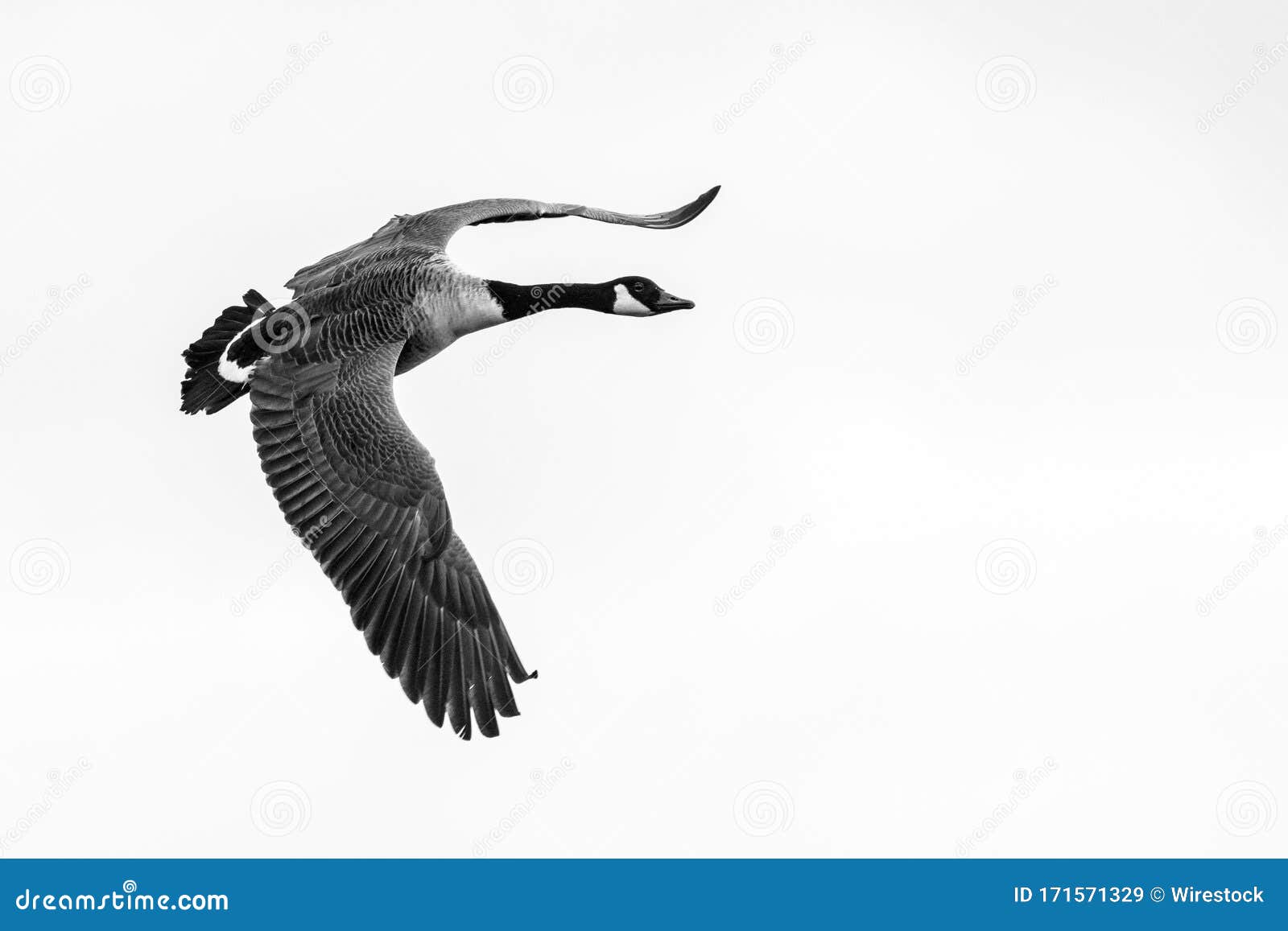 Closeup Shot of a Flying Goose with a Clear White Isolated Background ...