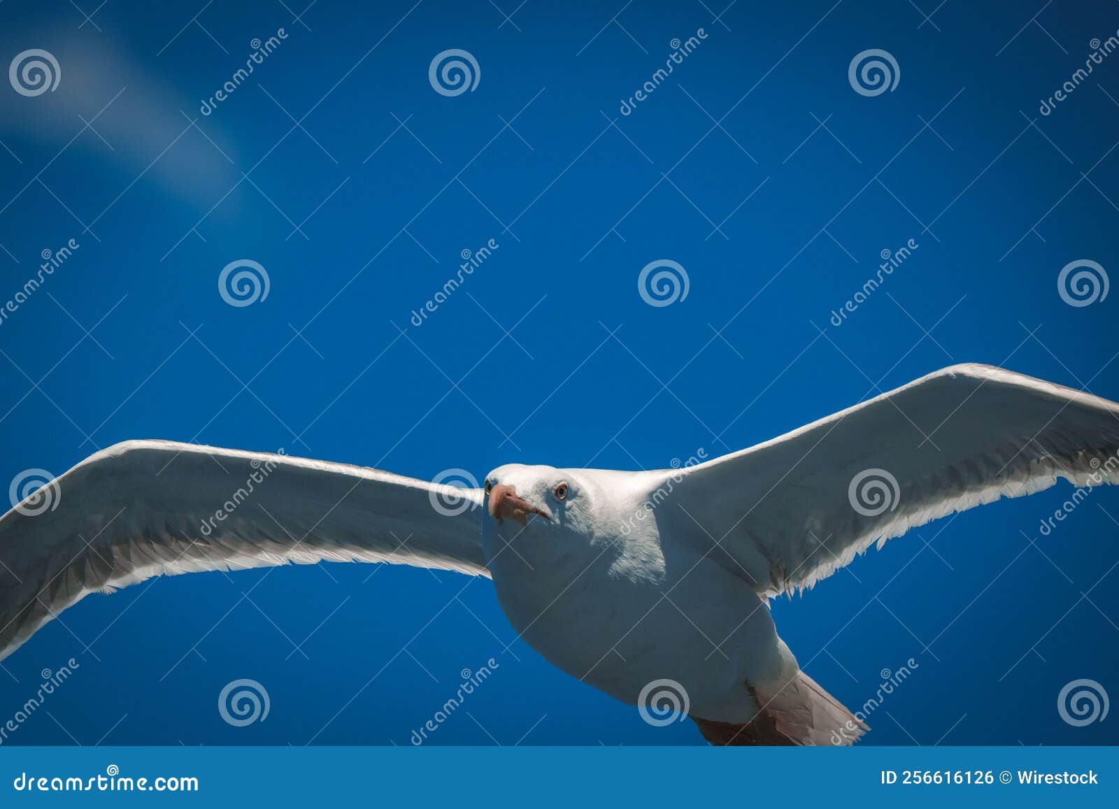 Closeup Shot of a Flying Seagull Stock Photo - Image of animal, polar ...