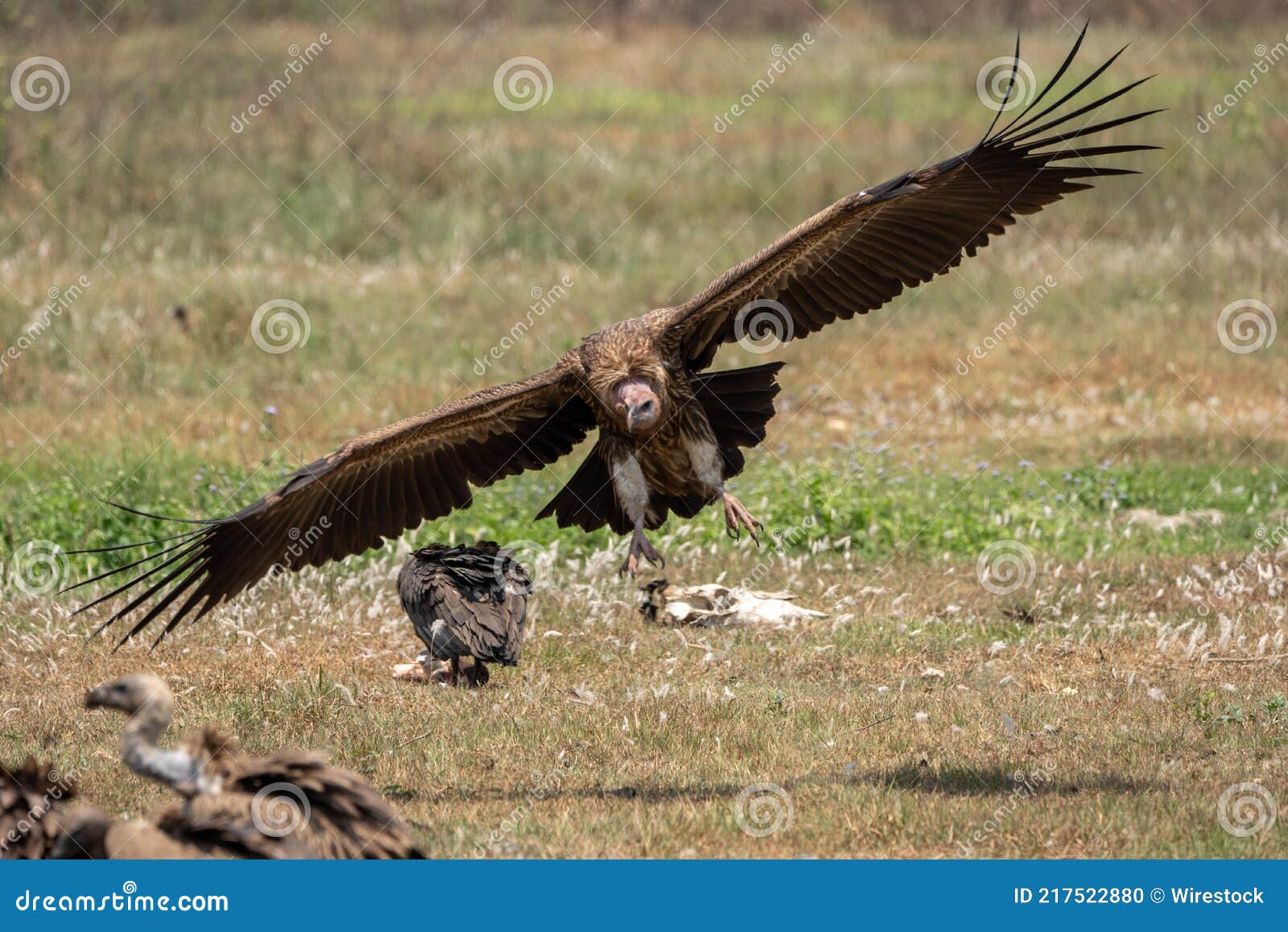 Closeup Shot of a FlyinCondor Stock Photo - Image of ornithology ...