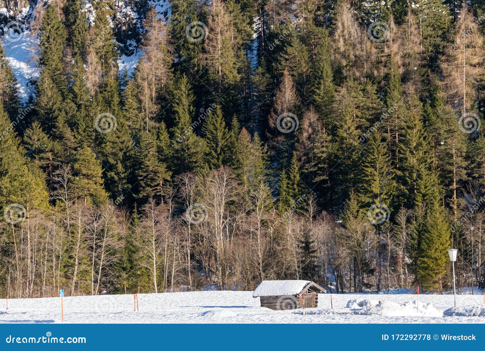 Closeup Shot of a Forest Full of Trees Behind a Small Cabin in Winter ...