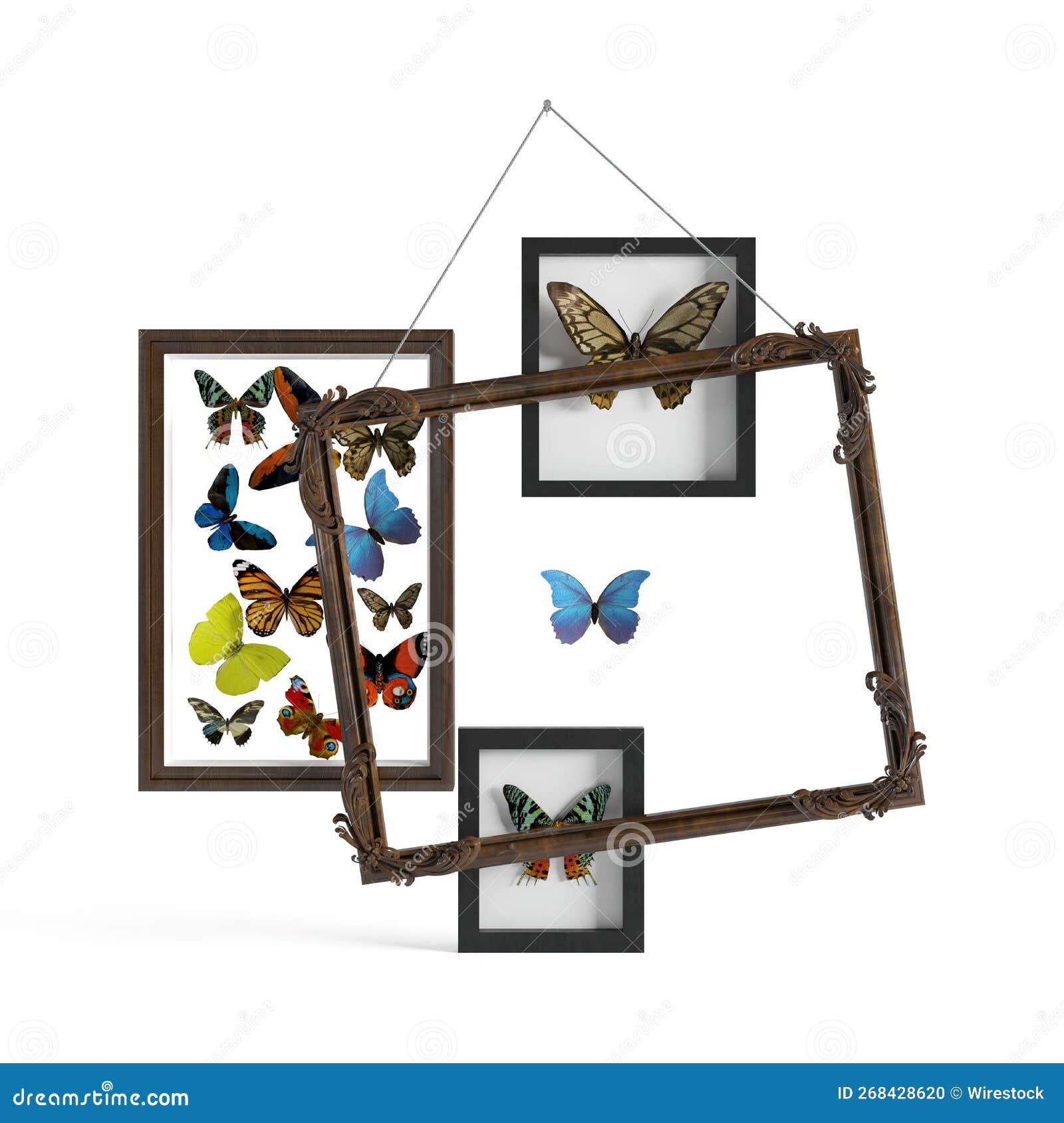 Closeup Shot of Frames with Species of Different Butterflies on a White ...