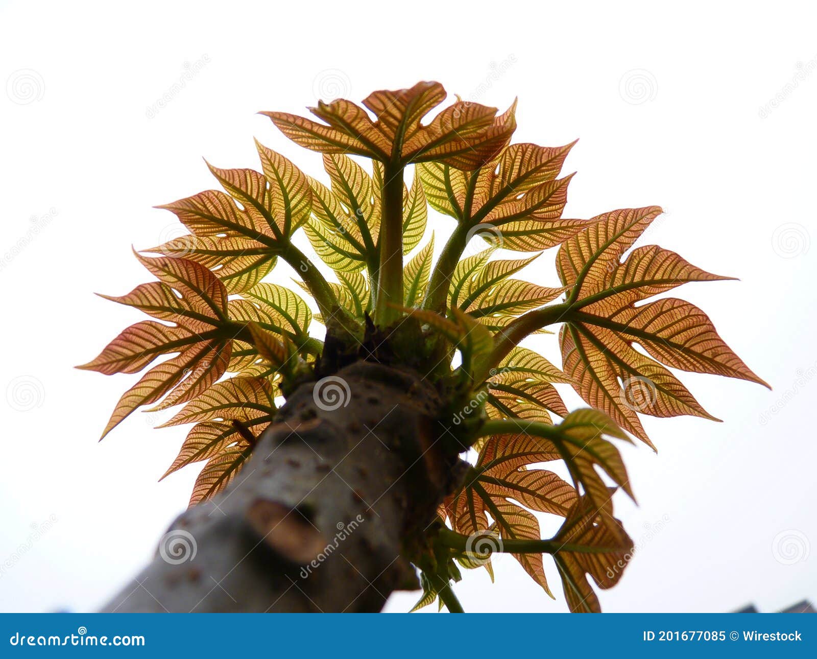 Closeup Shot of Fresh Leaves of Tung Tree on White Background Stock ...