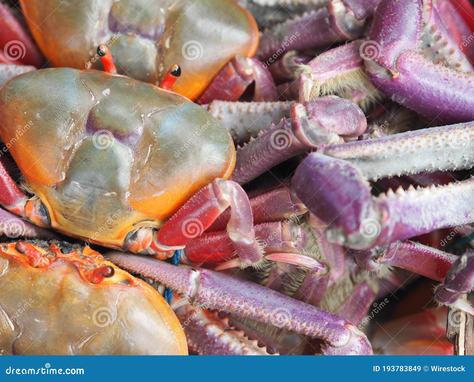 Closeup Shot of Freshly Caught Crabs Stock Image - Image of water ...