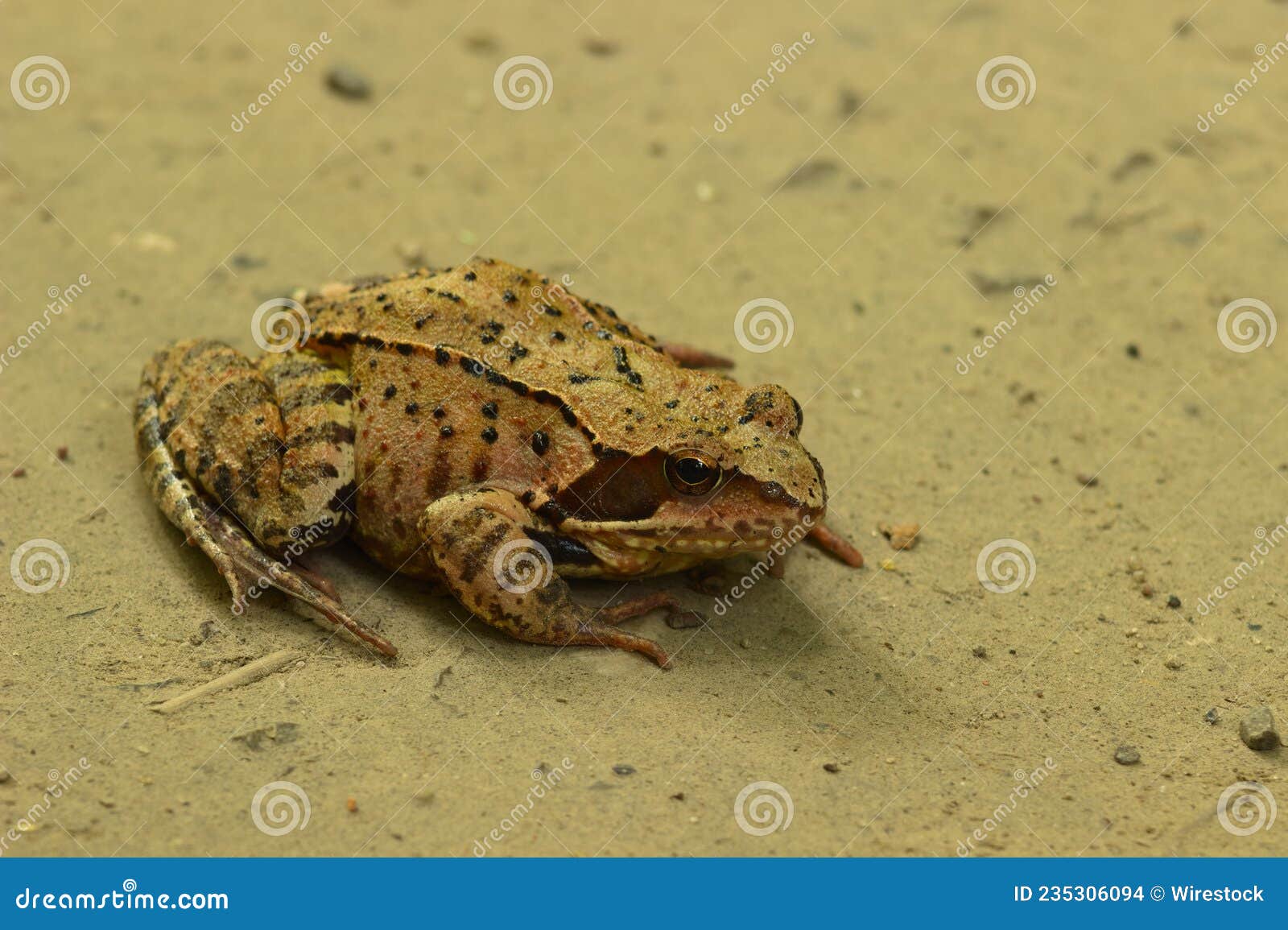 Closeup Shot of a Frog at a Beach during the Day Stock Photo - Image of ...