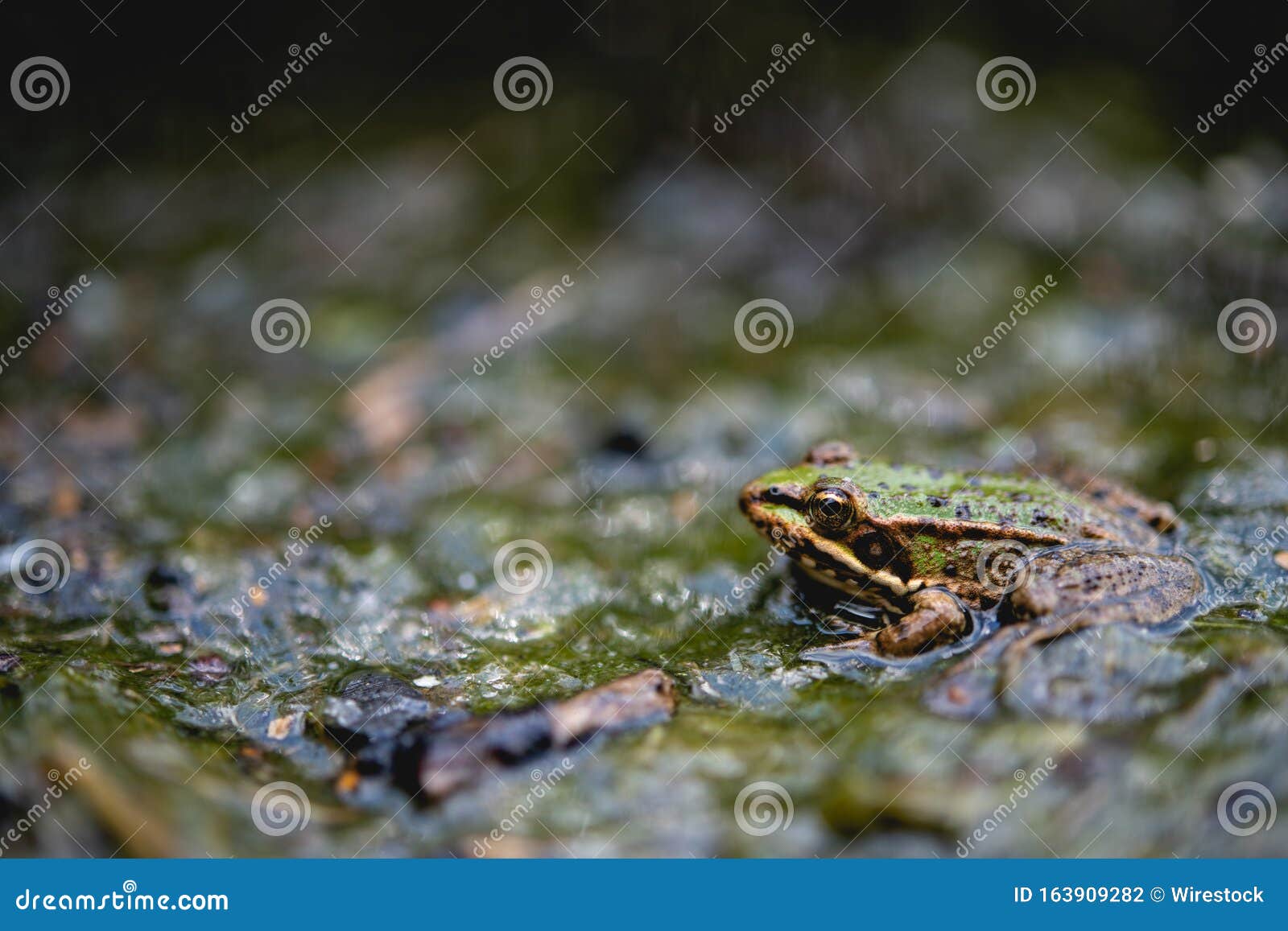 Closeup Shot of a Frog Camouflaging in a Pond Stock Photo - Image of ...