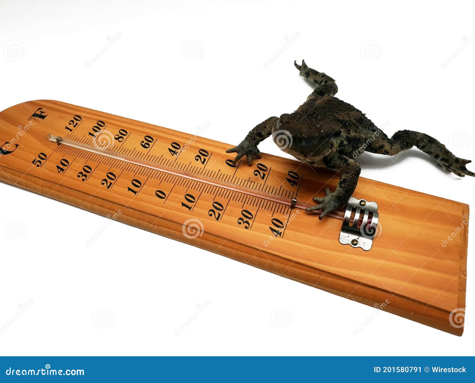 Closeup Shot of a Frog on a Wooden Thermometer Stock Image - Image of ...