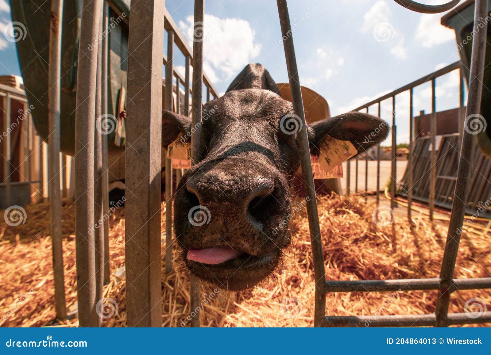 Closeup Shot of a Funny Cow Face in a Dairy Complex Stock Image - Image ...