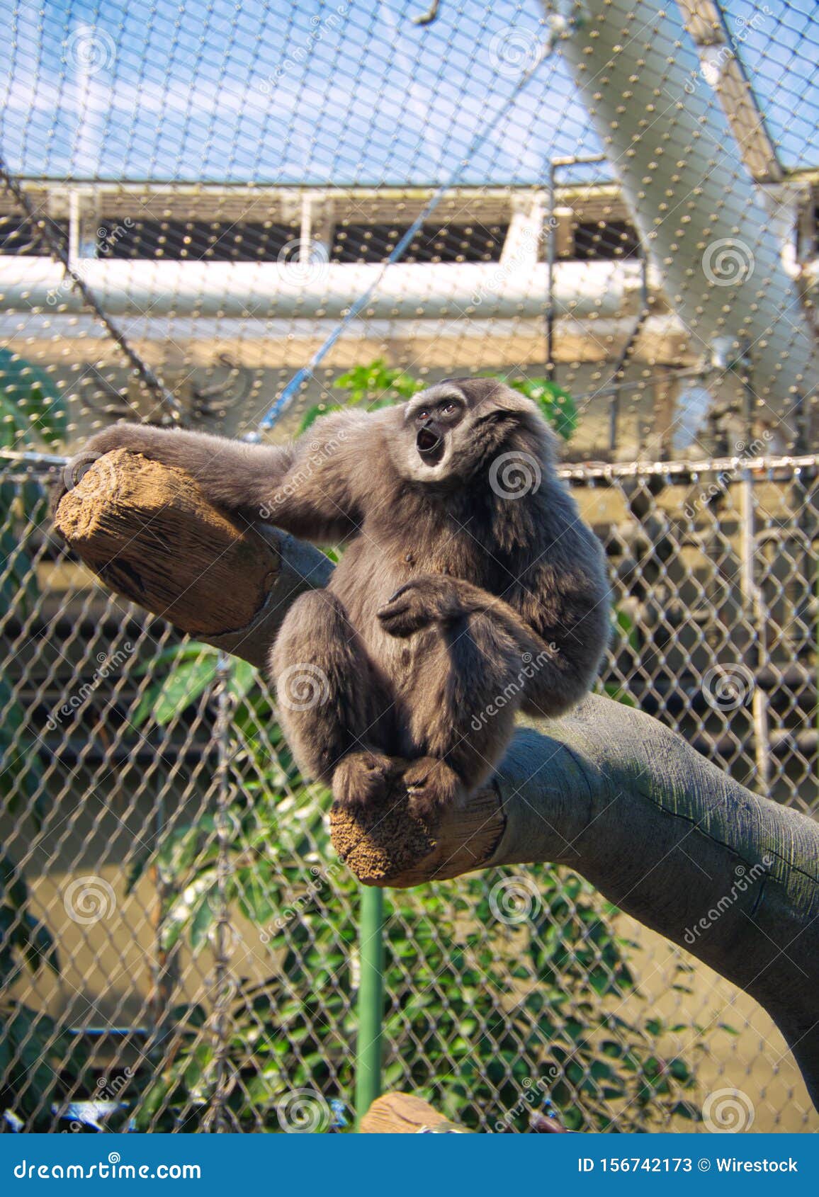 Closeup Shot of a Funny Rare Type of Monkey on a Branch of a Tree at a ...