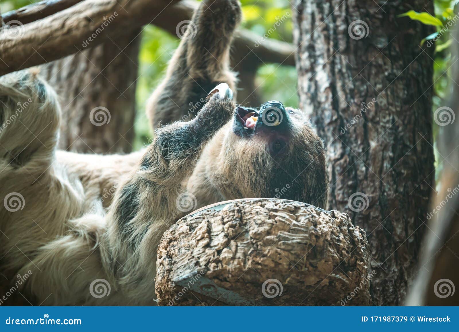 Closeup Shot of a Funny Sloth Playing Stock Image - Image of cute, wild ...