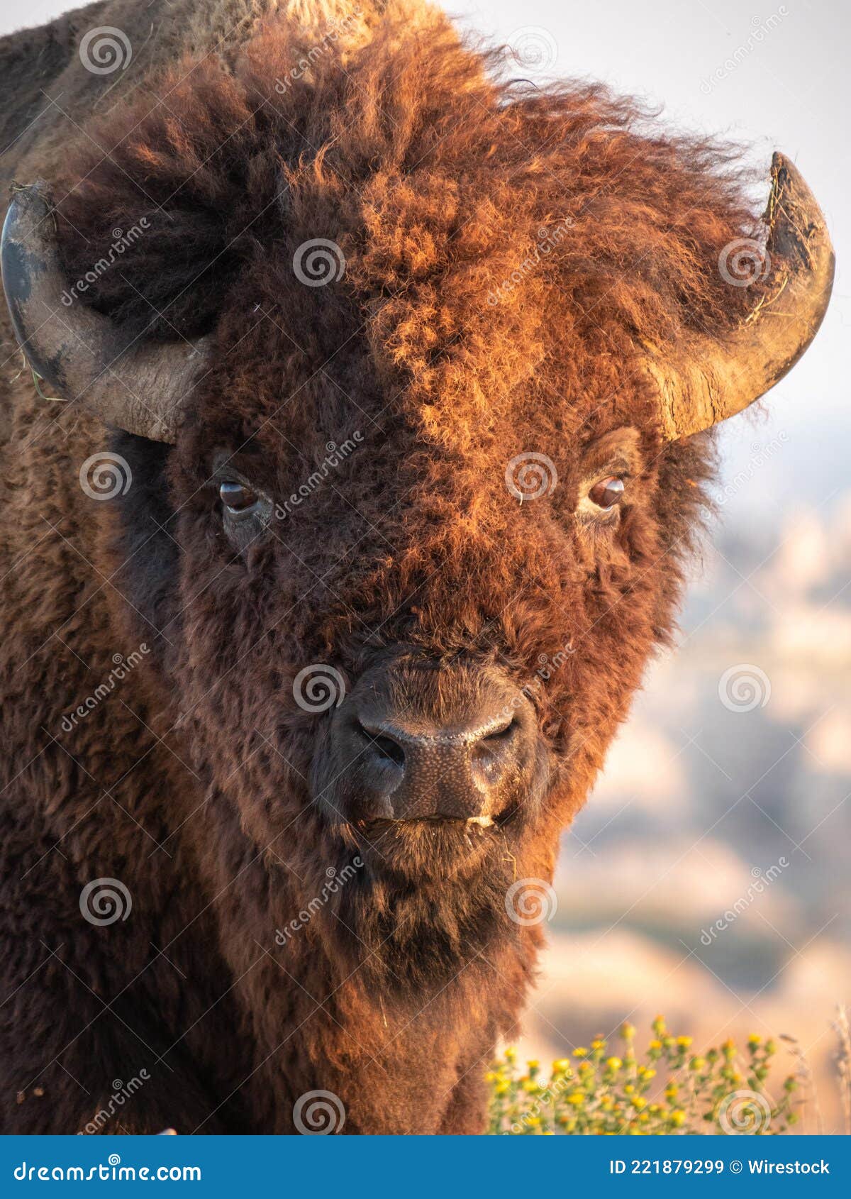 Closeup Shot of a Furry American Bison Stock Image - Image of american ...