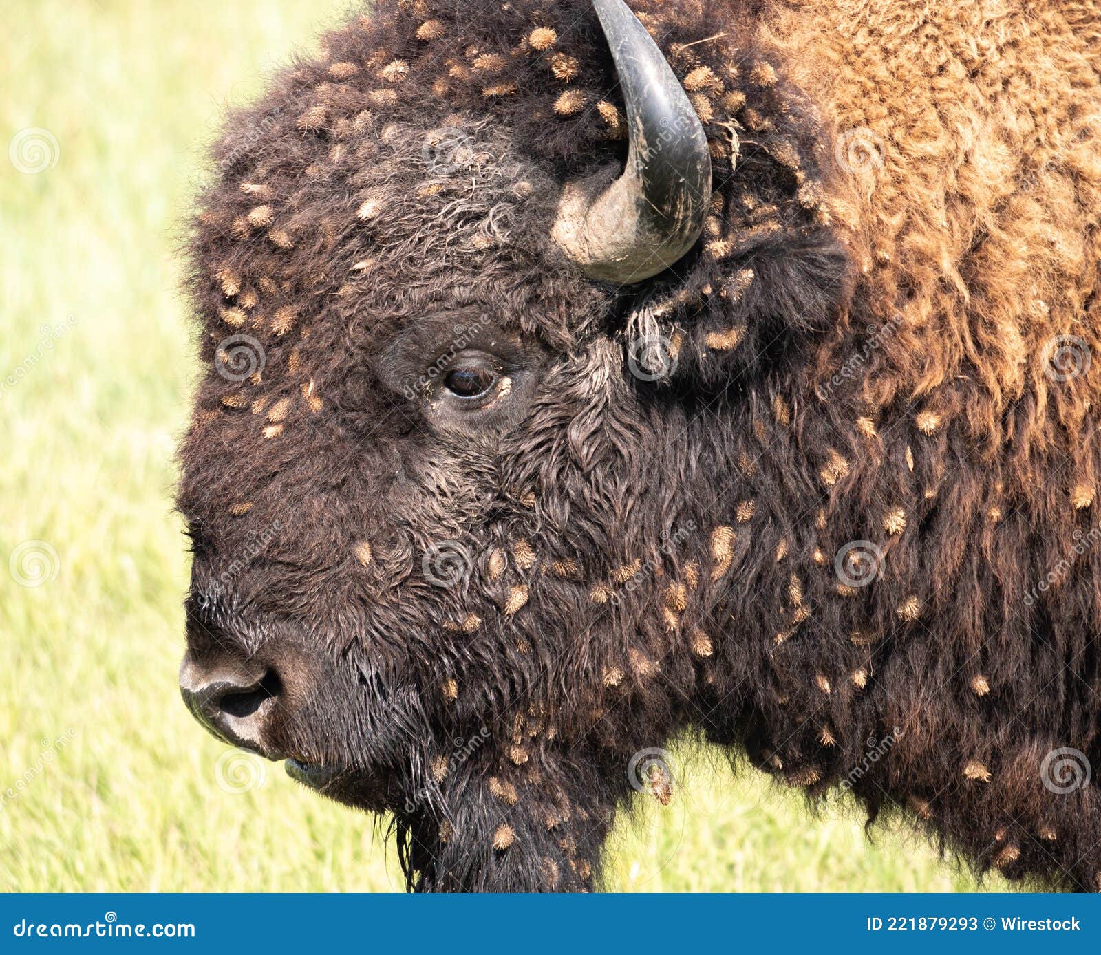 Closeup Shot of a Furry Bison Stock Image - Image of horned, bull ...