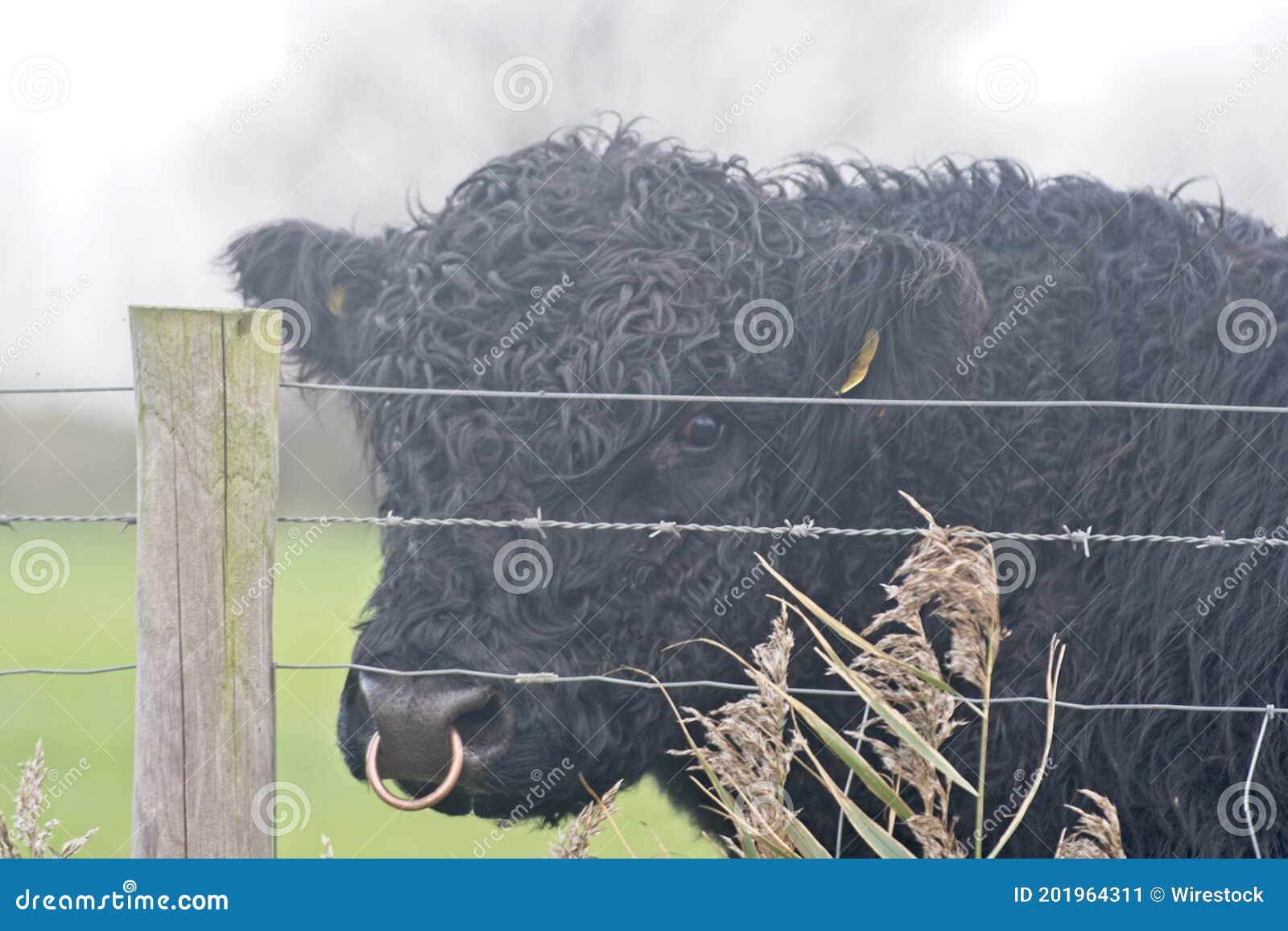 Closeup Shot of a Fuzzy Black Cow Stock Image - Image of meadow ...