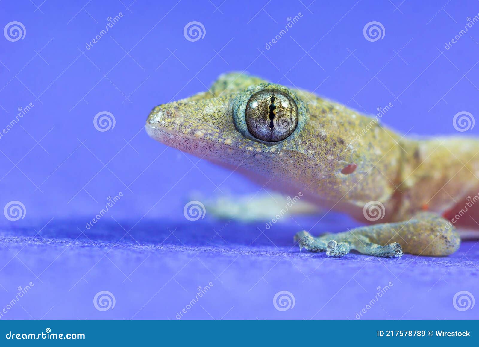 161 Gecko Purple Photos - Free & Royalty-Free Stock Photos from Dreamstime