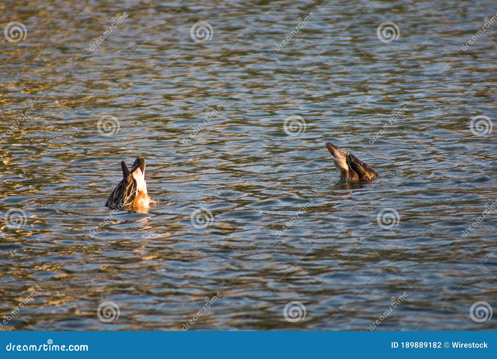 Closeup Shot of Geese Diving in the Lake during the Daytime Stock Photo ...