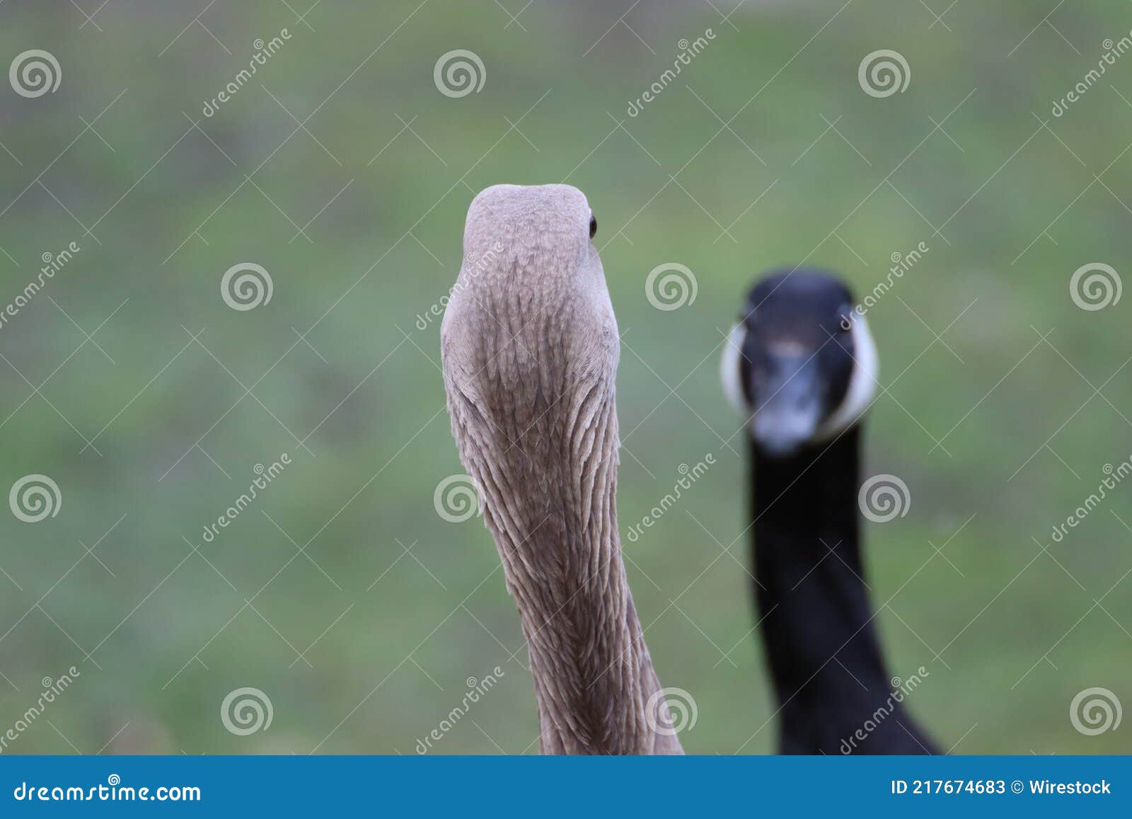 Closeup Shot of Geese Looking at Each Other Stock Image - Image of beak ...