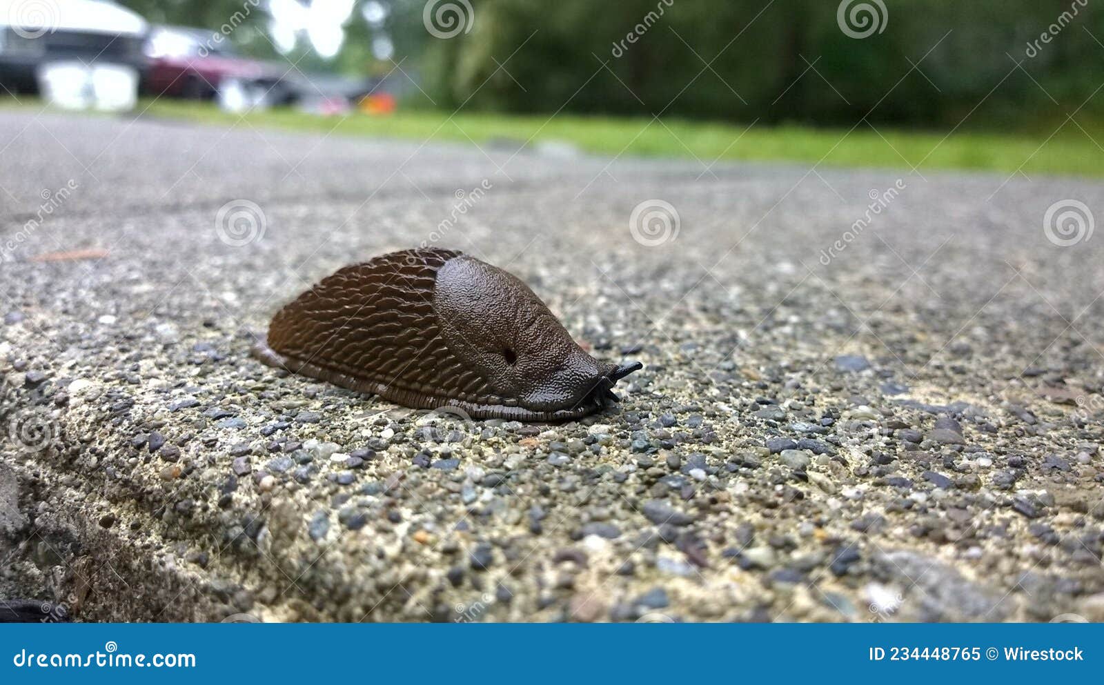 Giant Slug Twist Around Inflorescence Stock Image | CartoonDealer.com ...