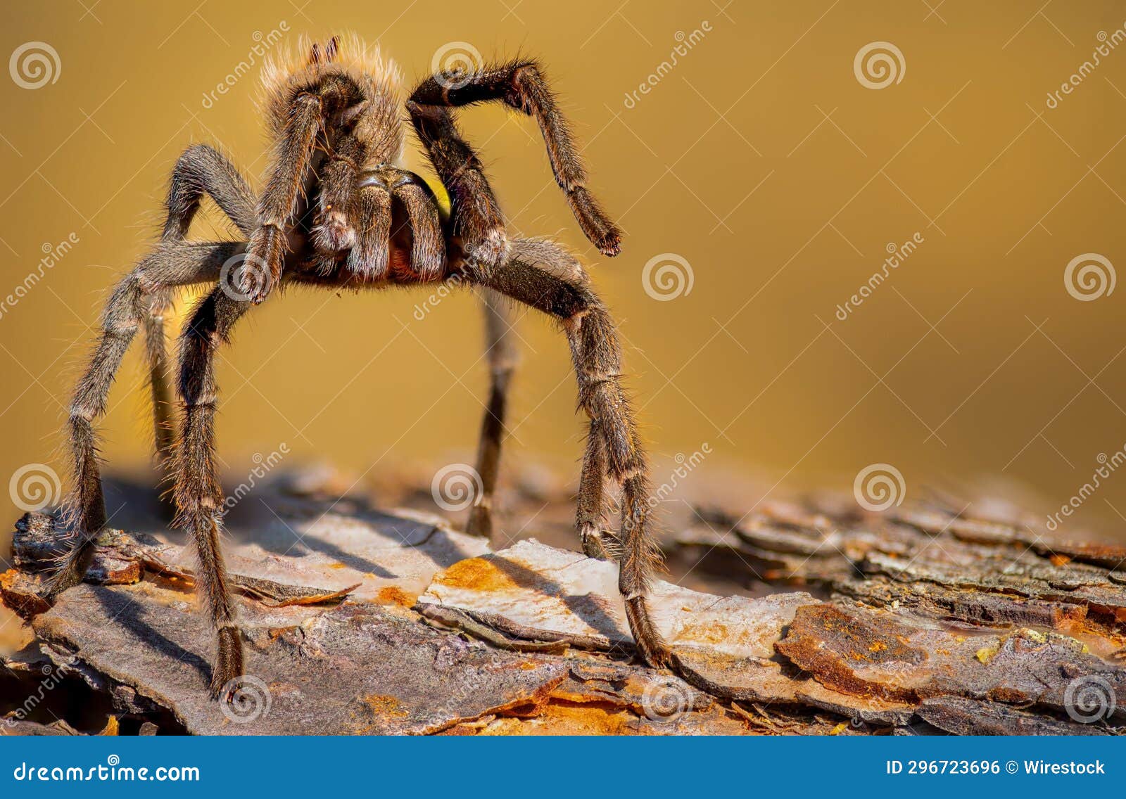 Closeup Shot of a Giant Tarantula Spider in a Threatening Pose Stock ...