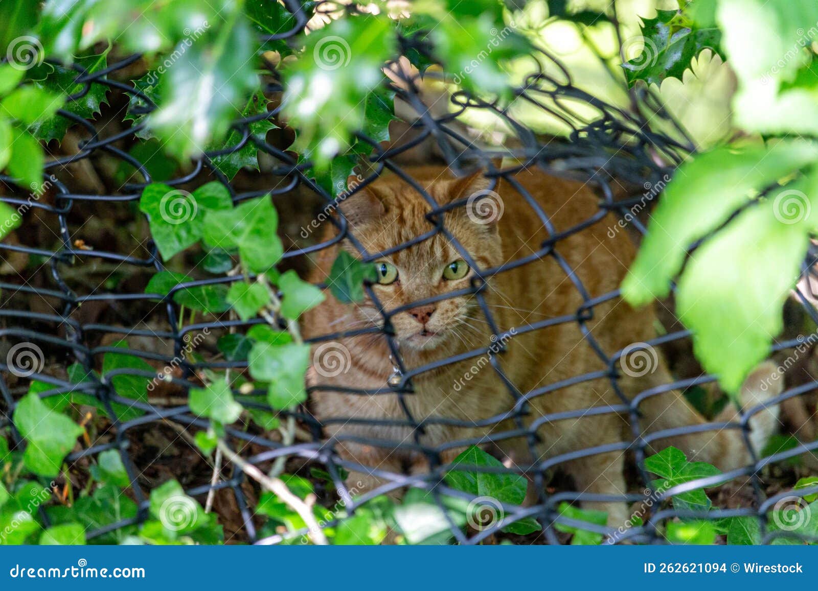 Closeup Shot of a Ginger Cat Behind a Grid Fence Stock Photo - Image of ...